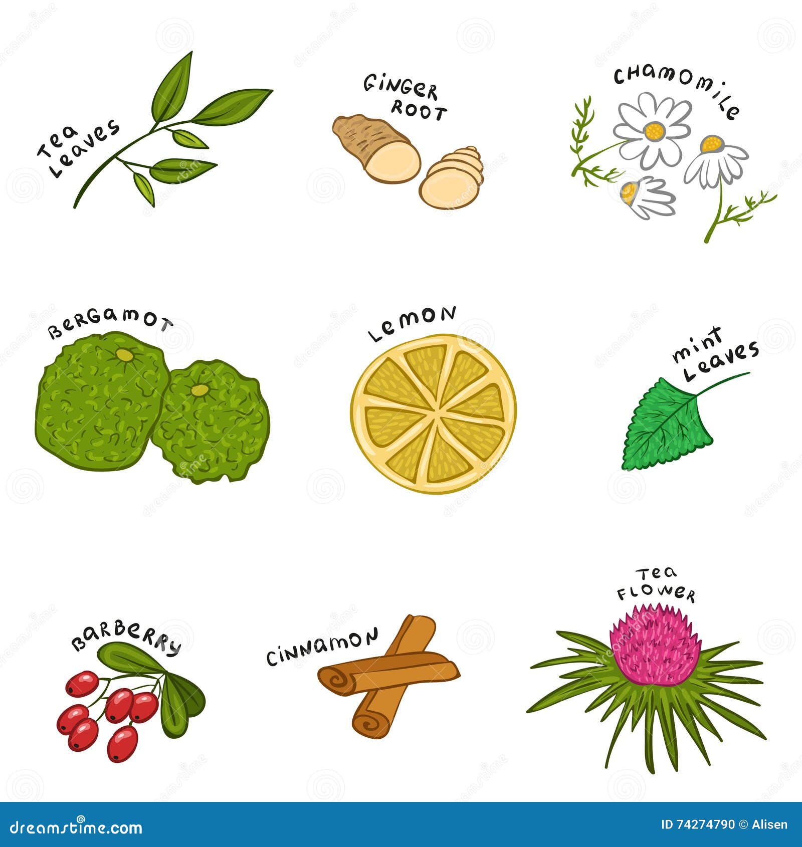 Herbal Ingredients for a Cup of Tea. Vector Set or Collection of Tea ...