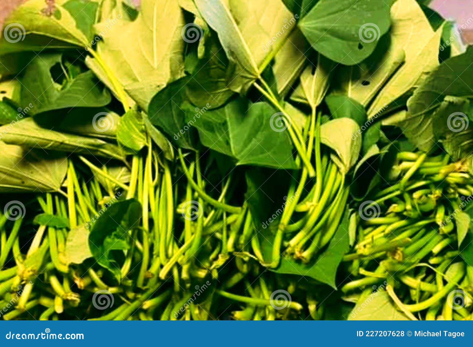 Skin Rashes, Allergies Contact Dermatitis ,allergic To Chemicals Stock ...