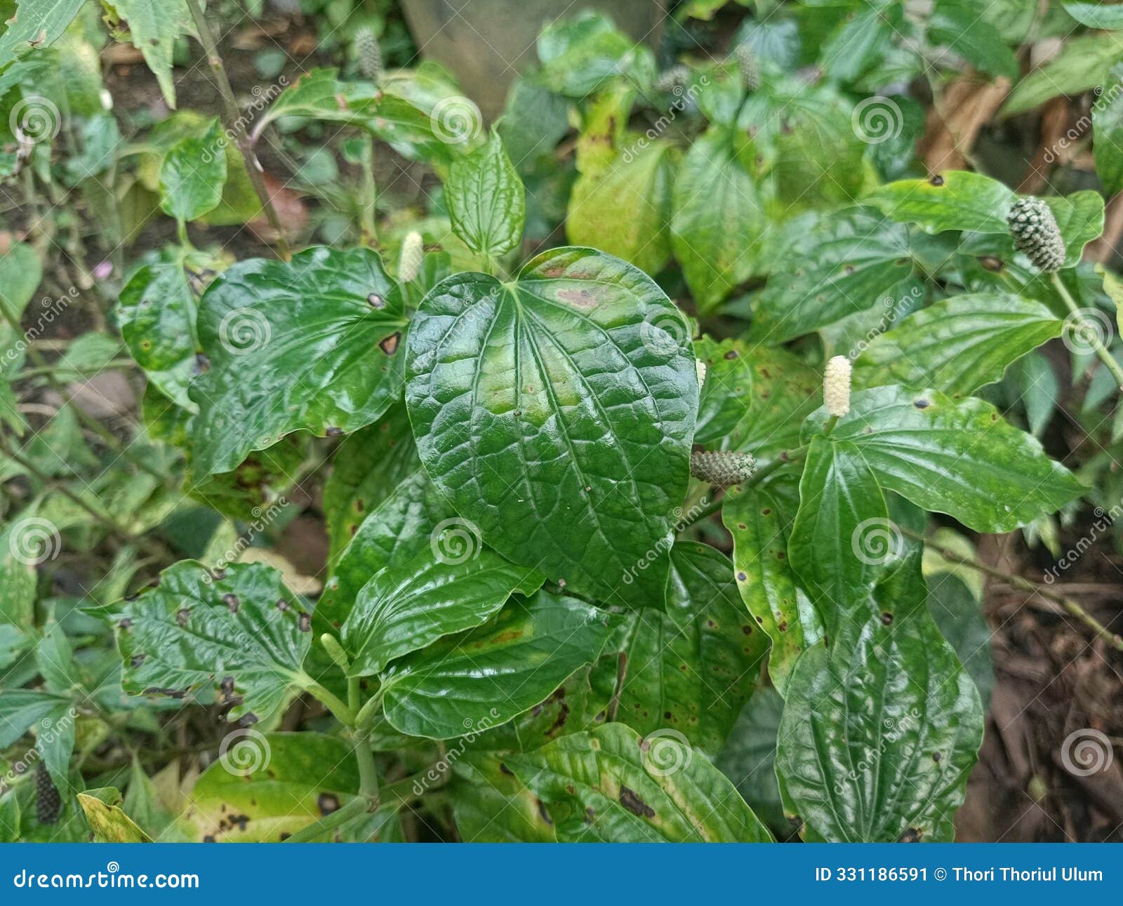 The Herbal Medicinal Plant, Betel Leaf, Has the Scientific Name Piper ... The Herbal Medicinal Plant, Betel Leaf, Has the Scientific Name Piper ...