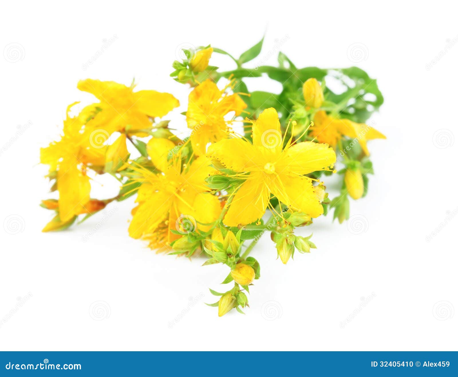 Herbal medicine hypericum stock photo. Image of medicinal - 32405410