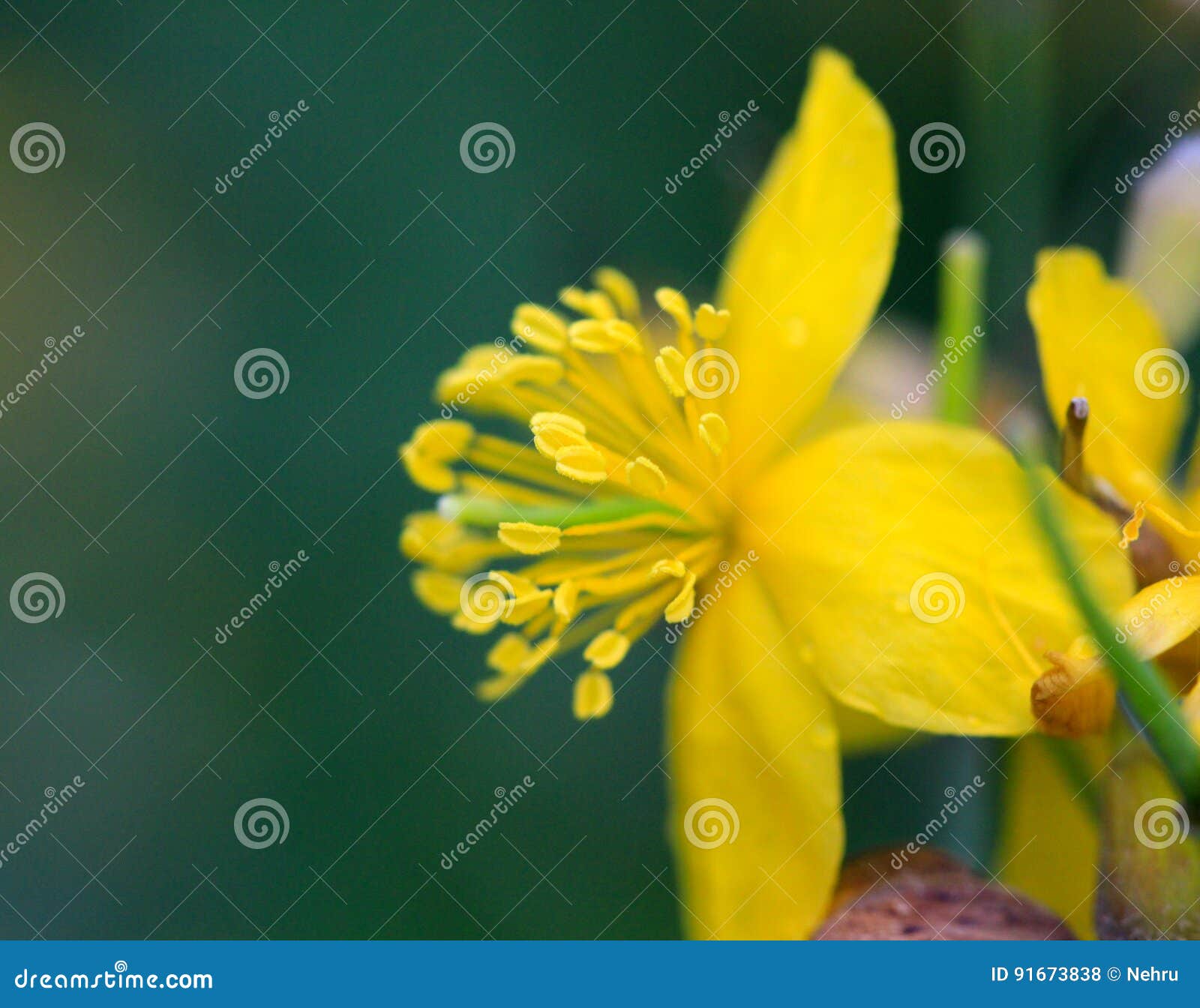 Herbal medicine hypericum stock photo. Image of herbal - 91673838