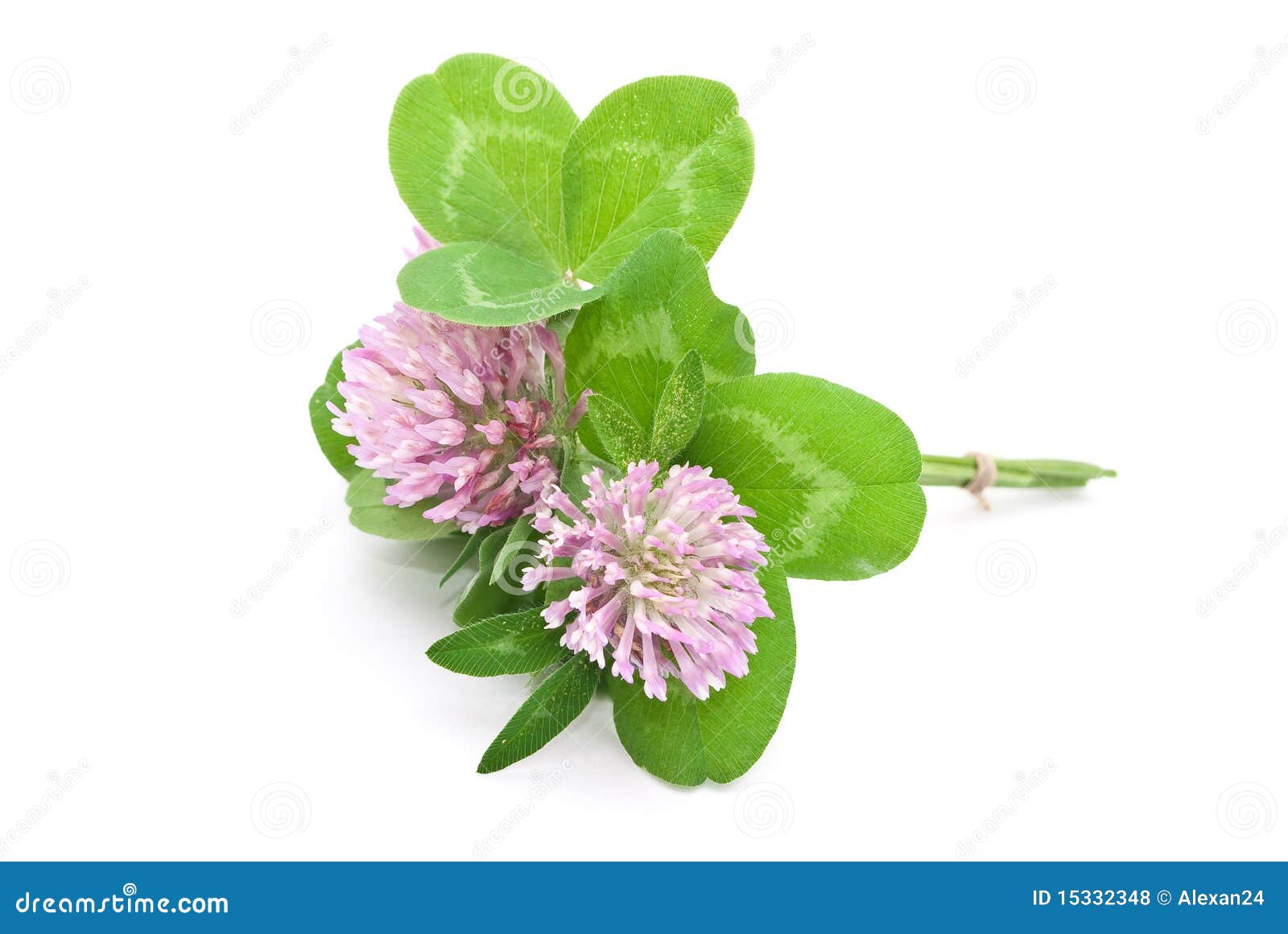 Herbal medicine:Red clover stock photo. Image of isolated - 15332348