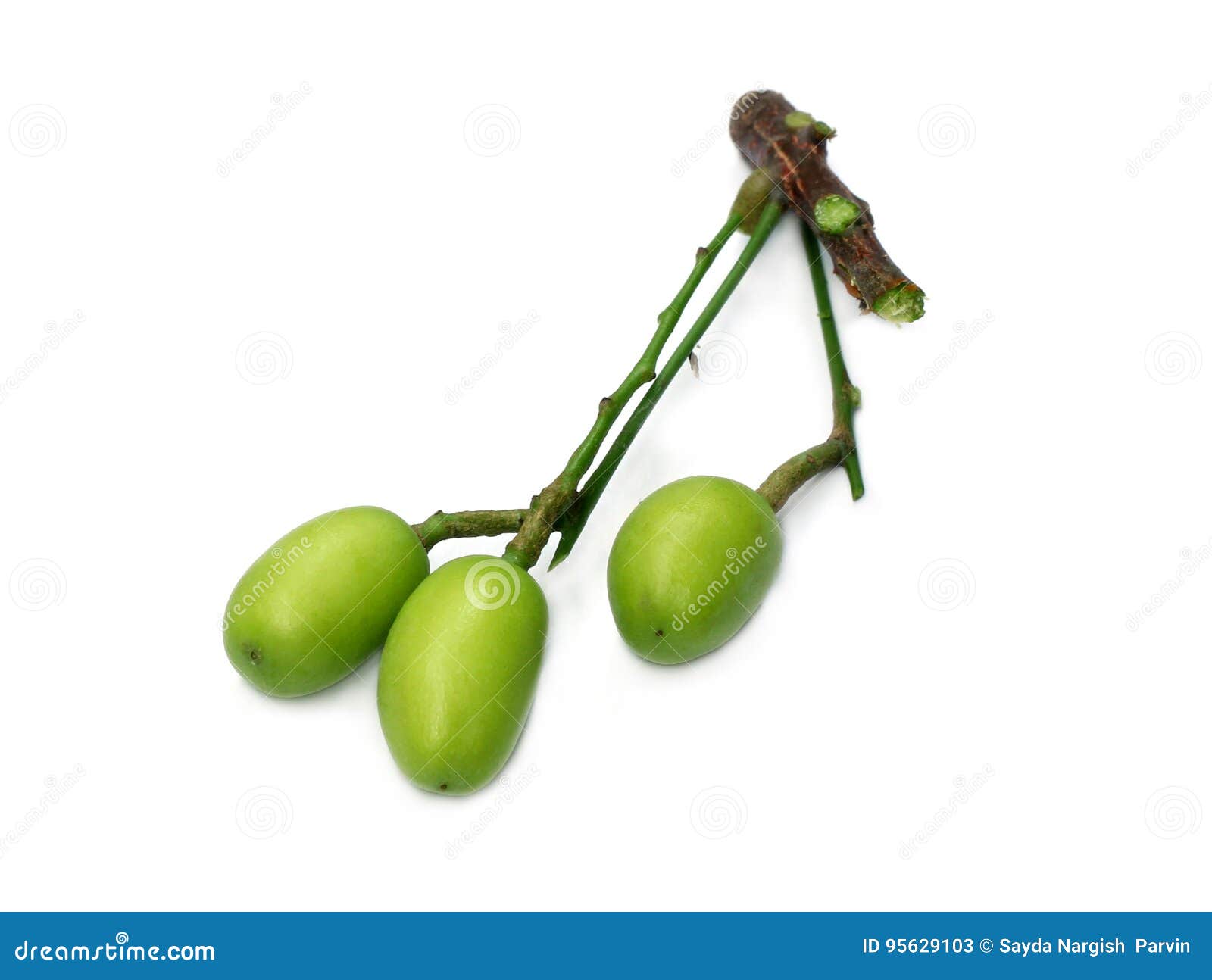 Herbal neem fruits stock image. Image of neem, fresh - 95629103