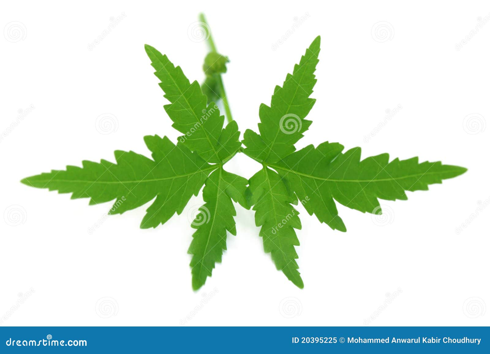 Herbal neem leaves stock image. Image of health, agriculture - 20395225