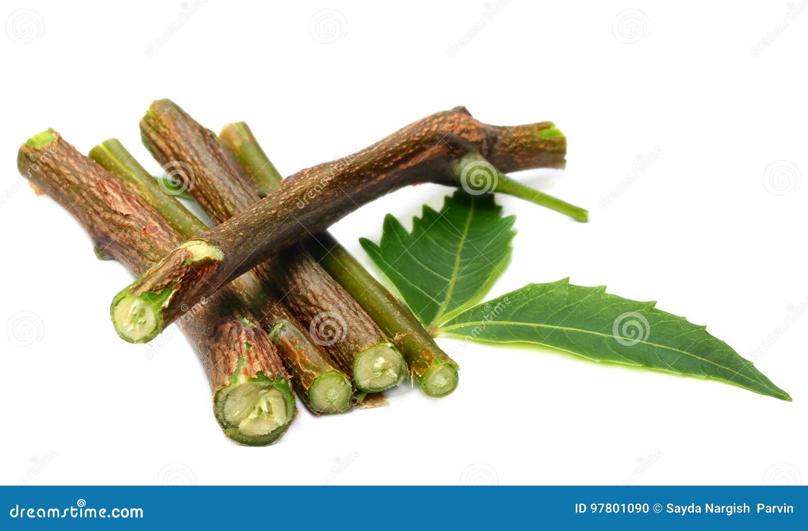 Neem Branch Stock Photos - Royalty Free Pictures