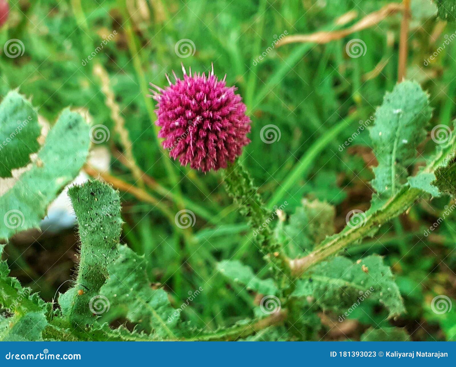 A Herbal Plant is Called Kottai Karanthai Stock Image - Image of kottai ...