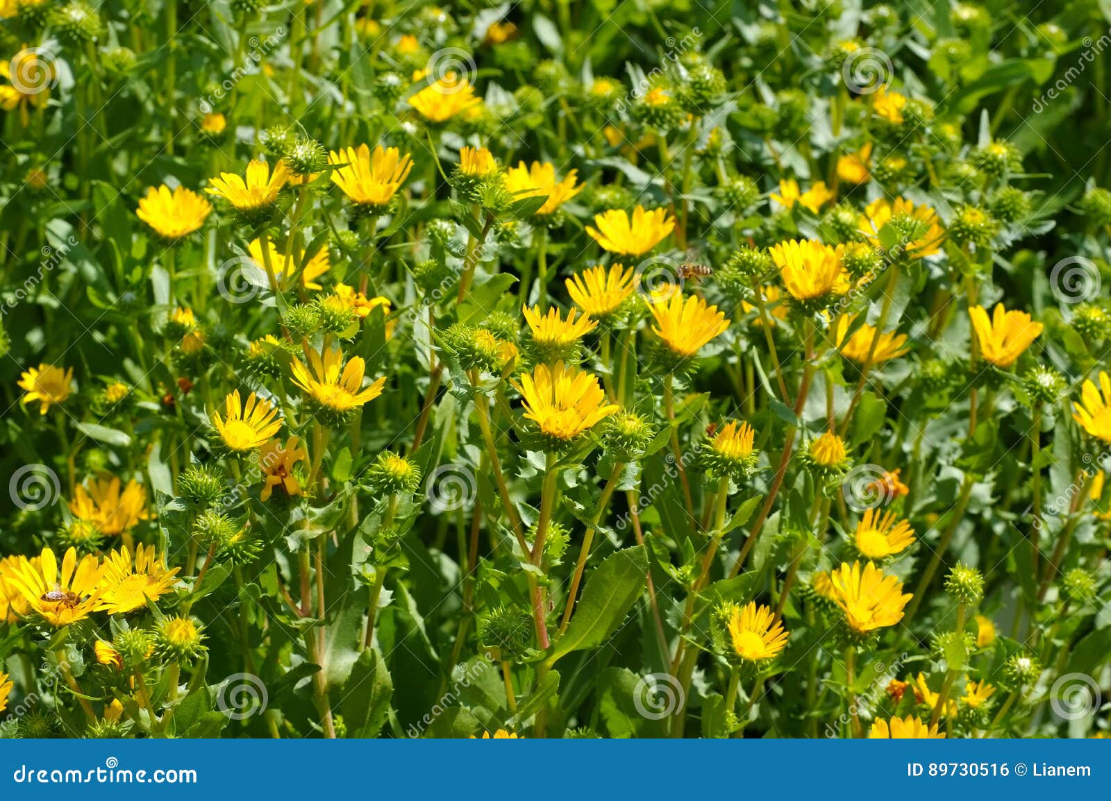 The herbal plant gumweed stock photo. Image of herb, medicinal - 89730516