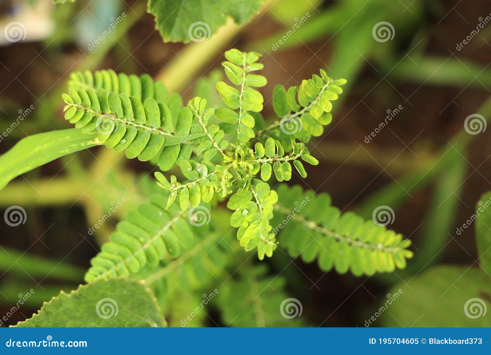Herbal Plant, Phyllanthus Niruri Plant Herb in Garden Stock Image ...