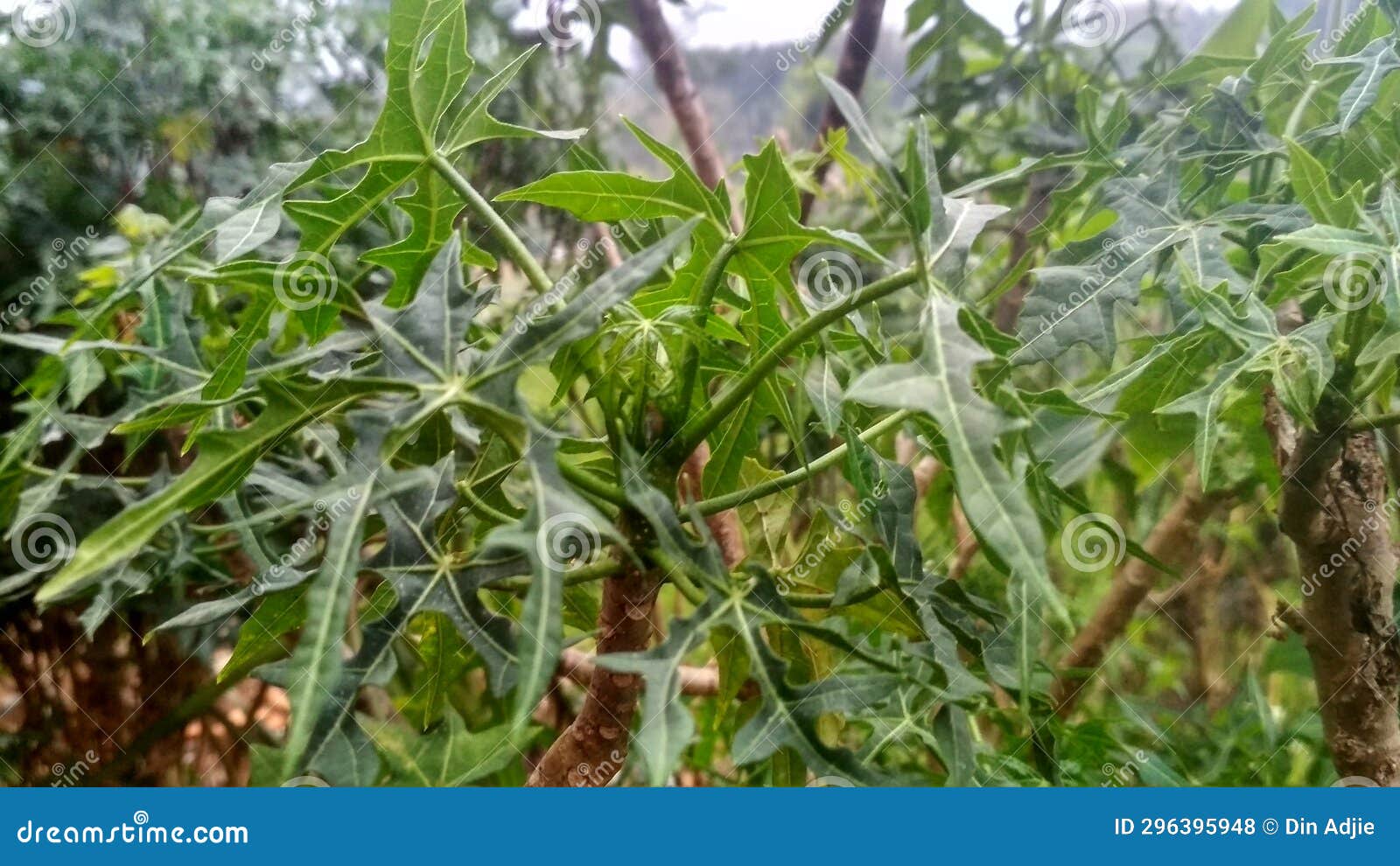 Japanese Papaya Leaves for Health Stock Photo - Image of soil, green ... Japanese Papaya Leaves for Health Stock Photo - Image of soil, green ...