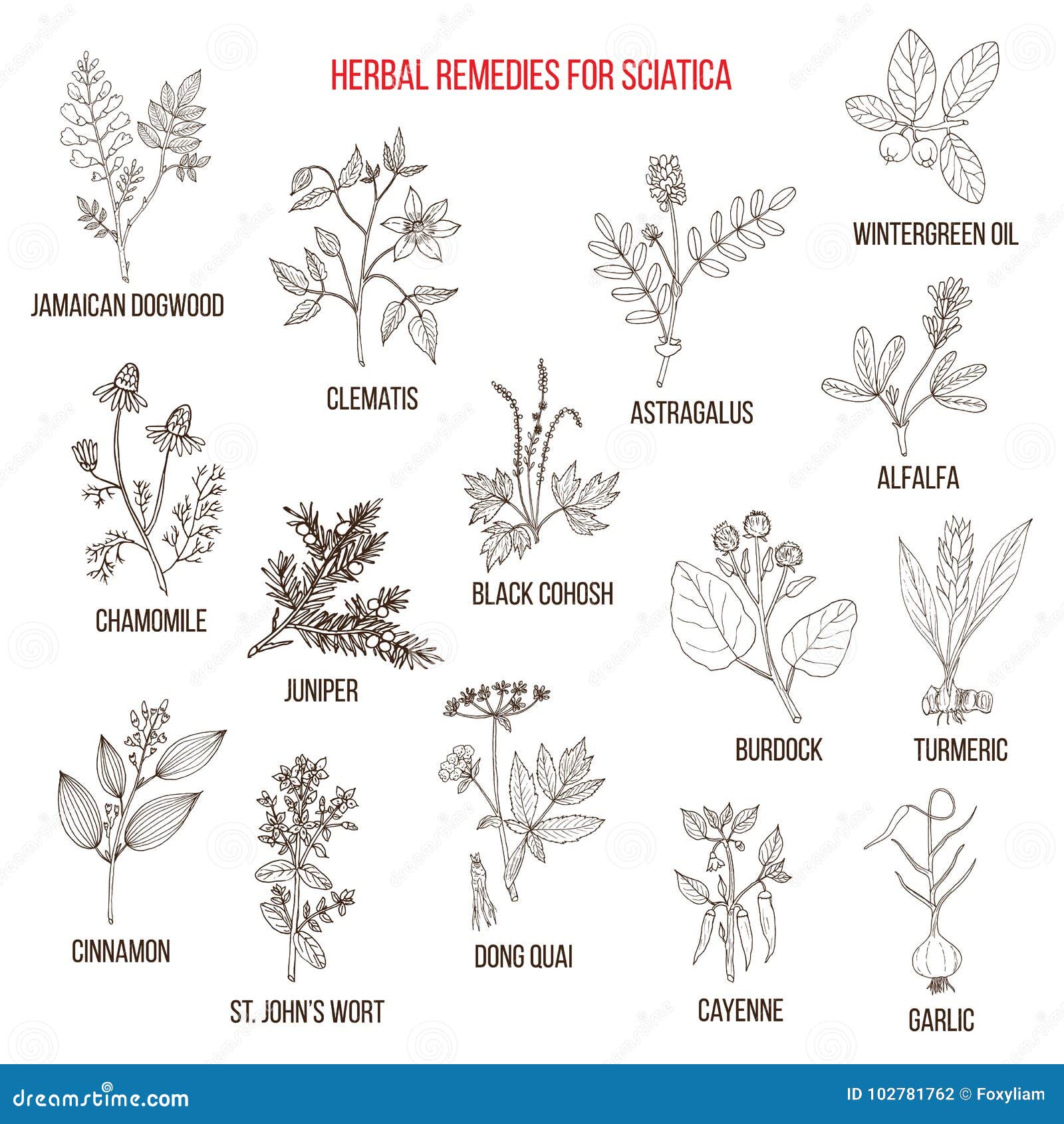 Herbal Remedies for Sciatica. Stock Vector - Illustration of plant ...