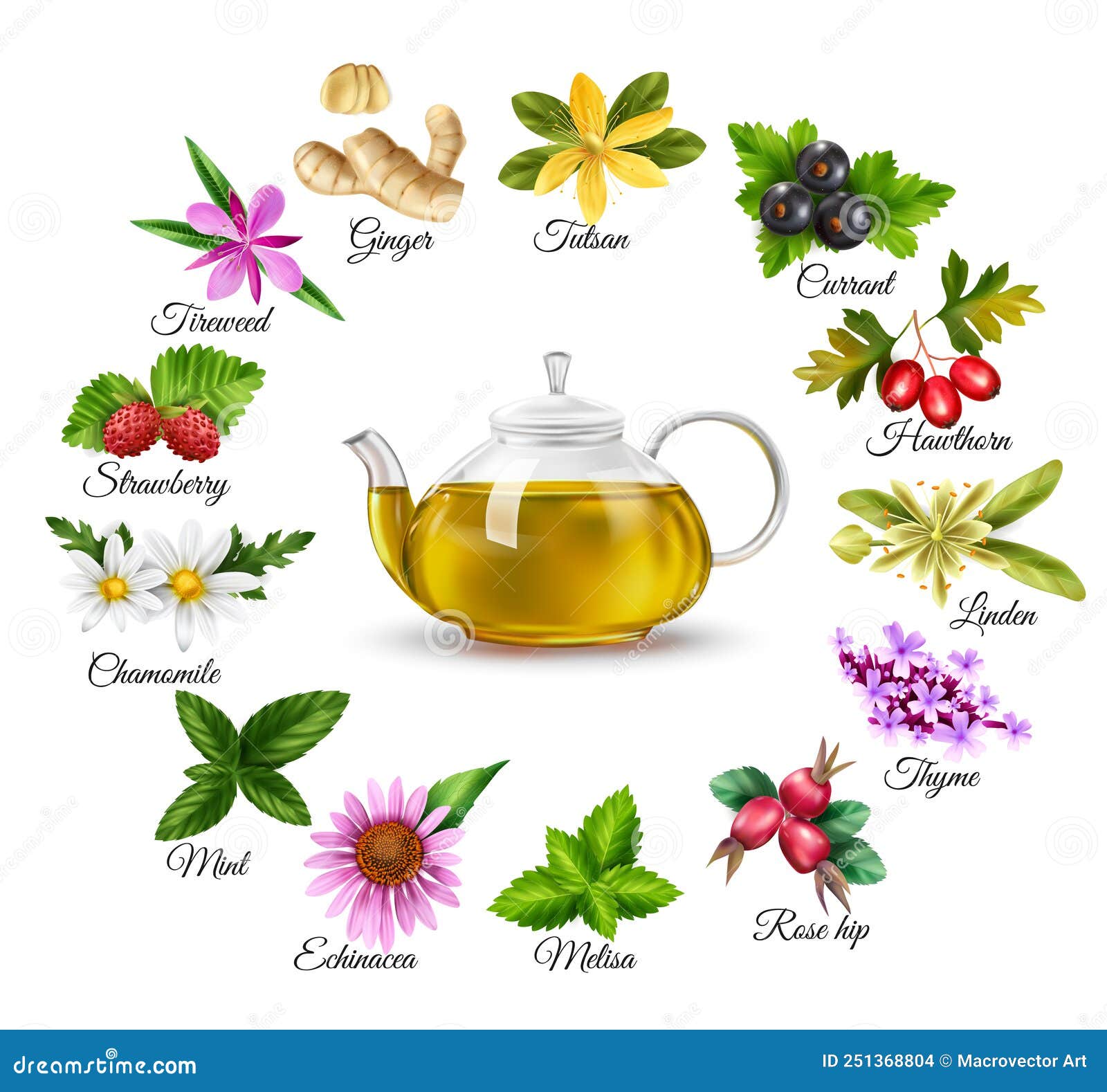 Herbal Tea Set stock vector. Illustration of health - 251368804