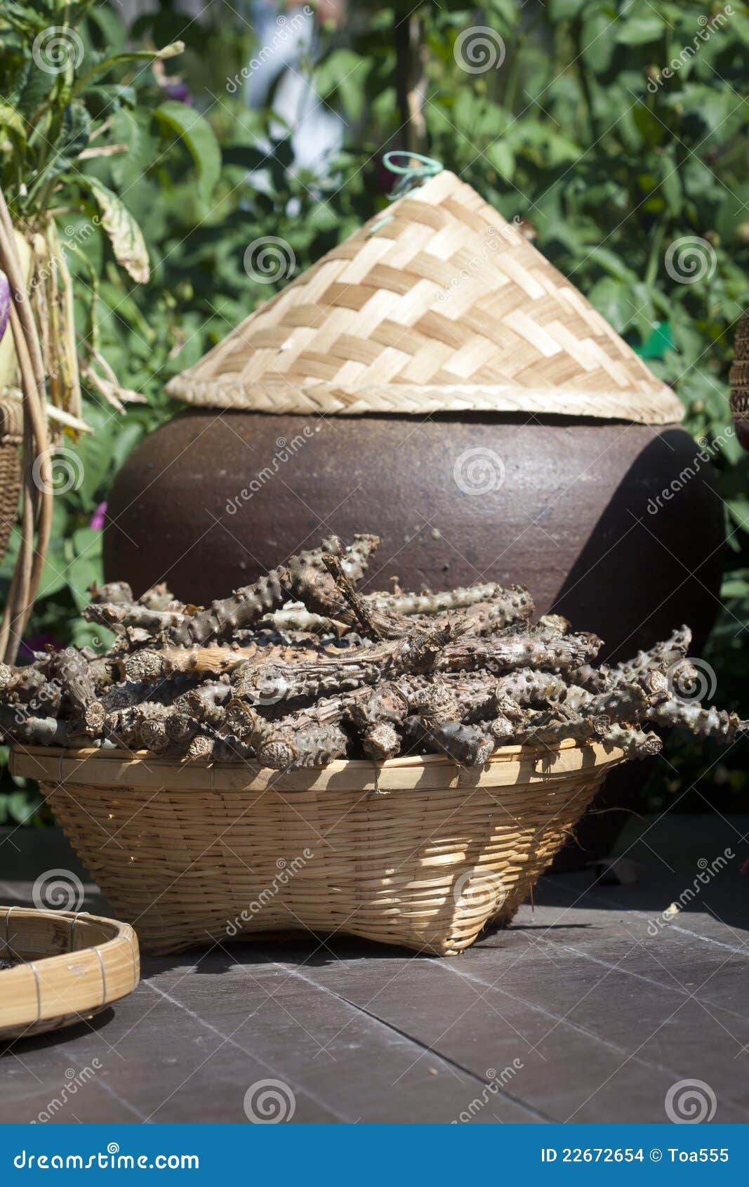 Herbal Tinospora Cordifolia Stock Photo - Image of thailand, vine: 22672654