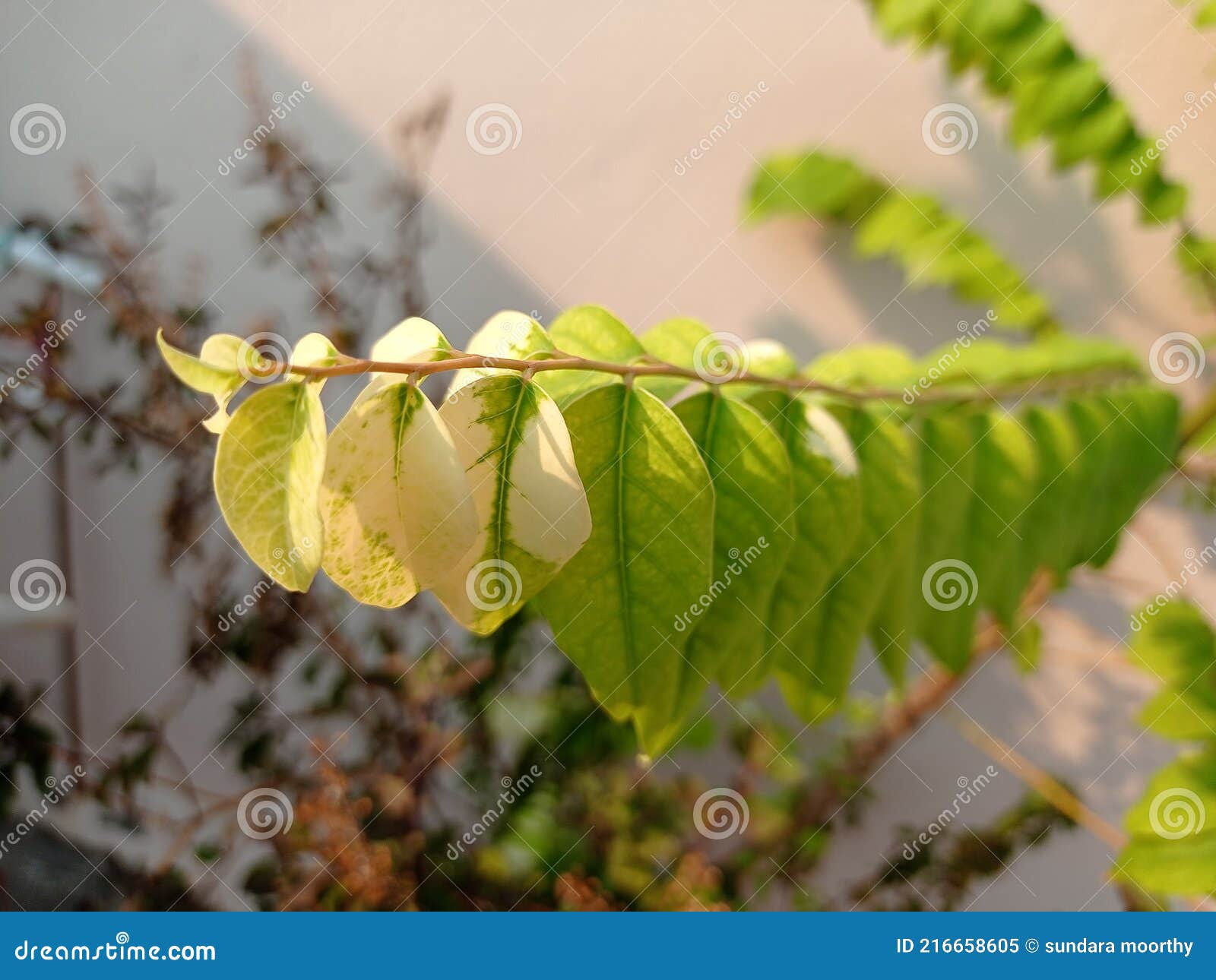 Herbal tree leaves stock image. Image of herbal, blossom - 216658605