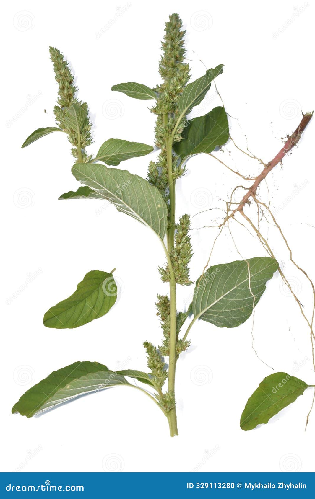 Herbarium. Amaranthus Hybridus Grass on White. Stock Photo - Image of ...