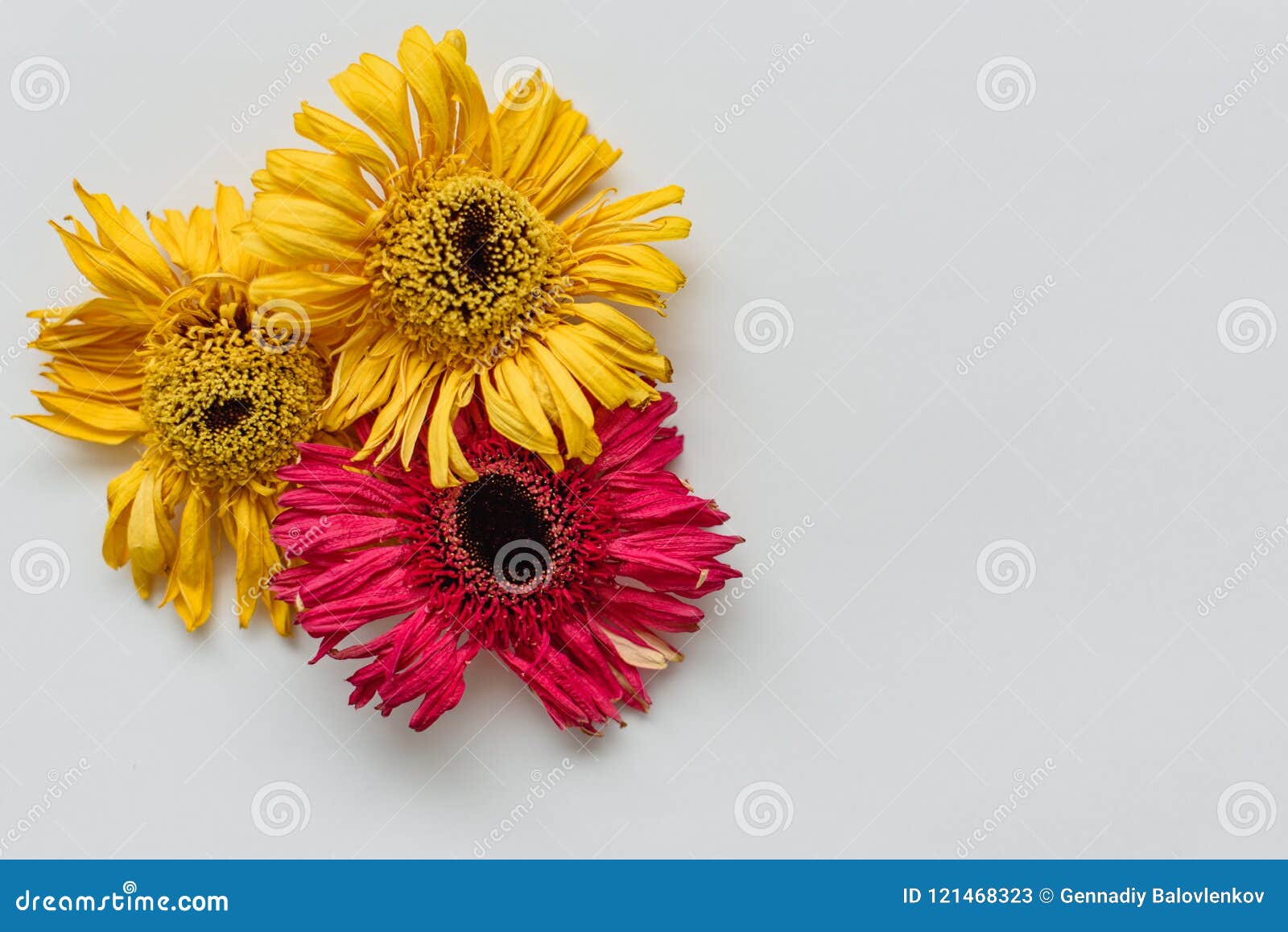 Herbarium of Dried Gerbera on White Background Stock Image - Image of ...