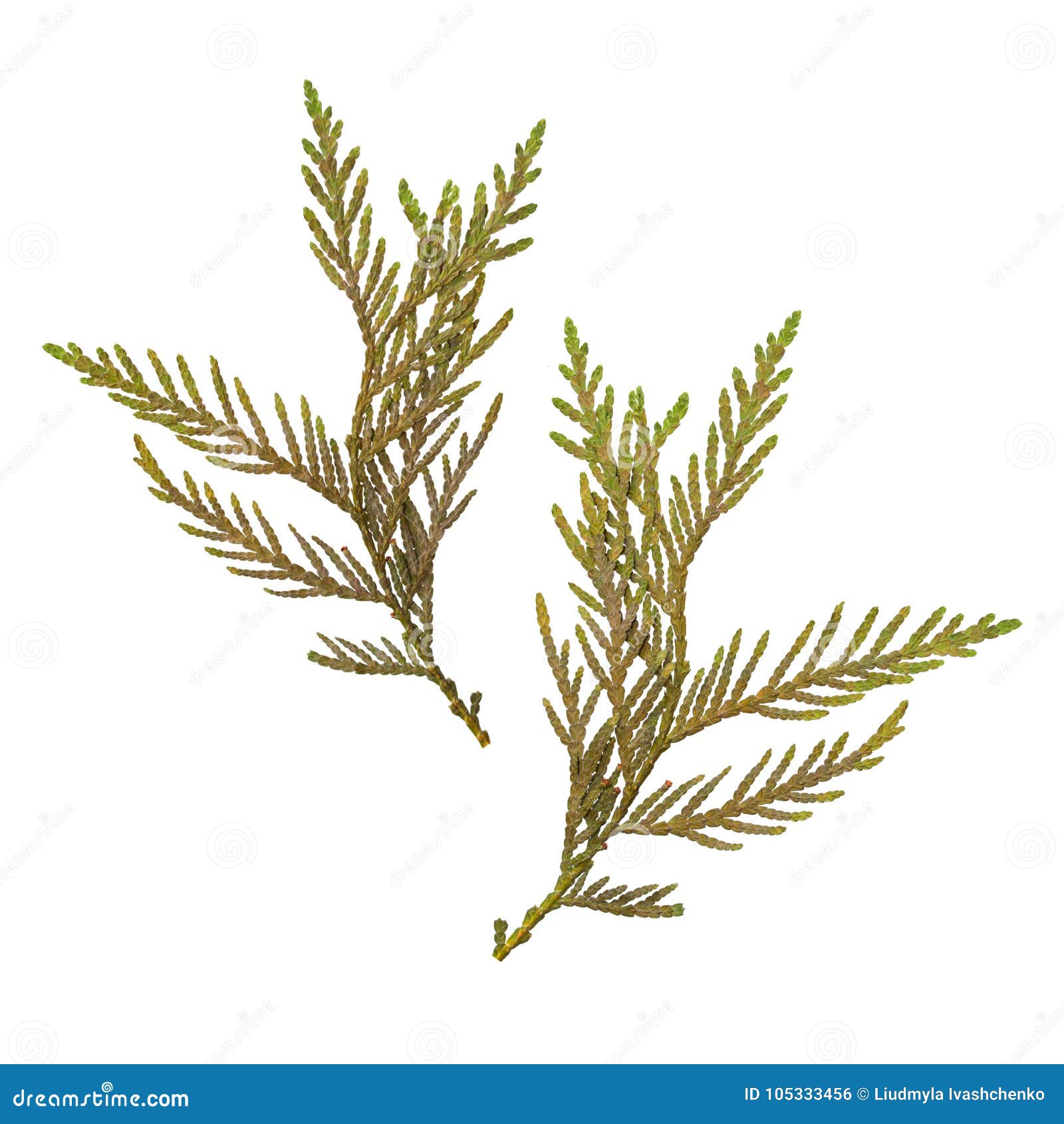 Herbarium of Dried and Pressed Fir Branches Isolated on White ...