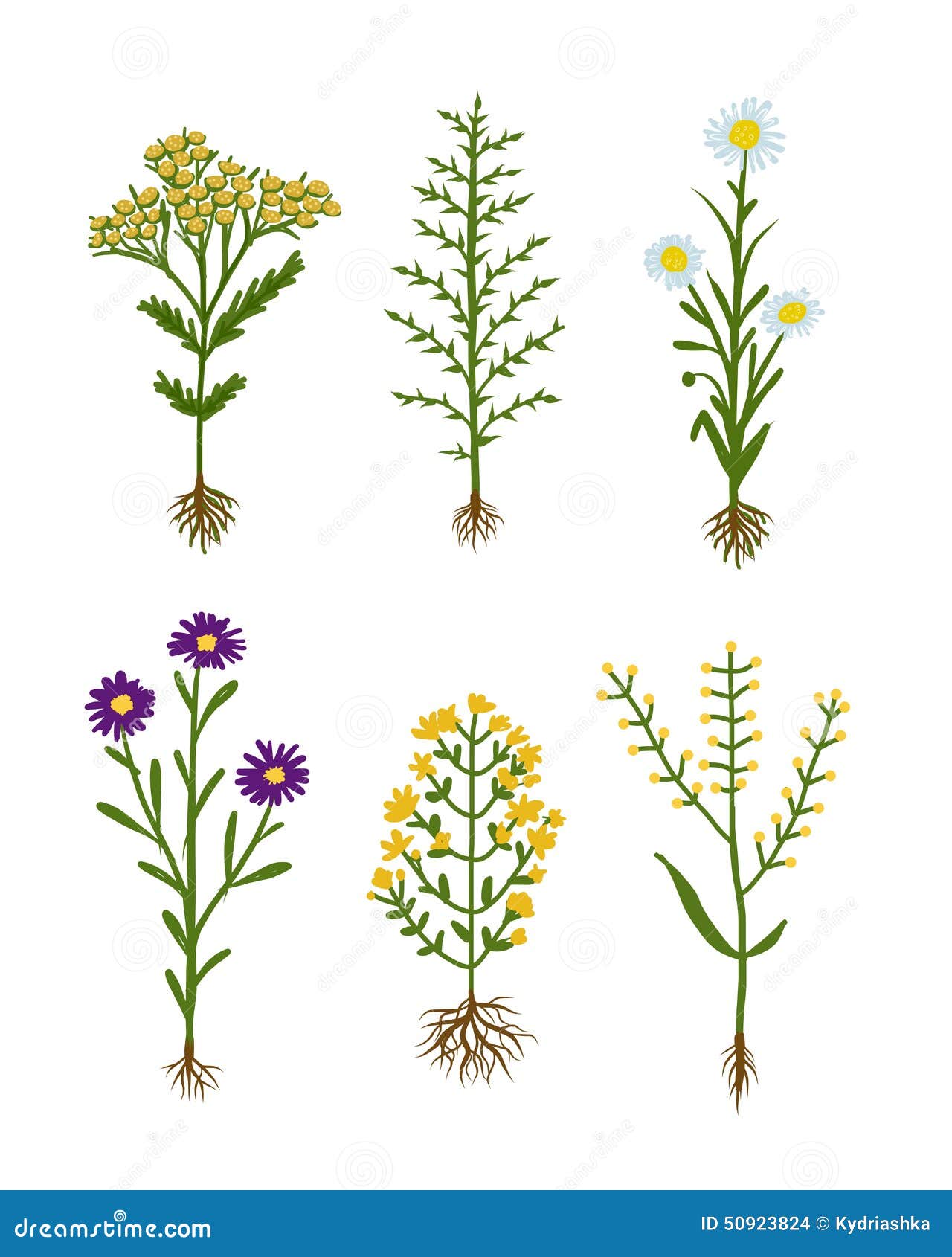 Flower Roots Drawing