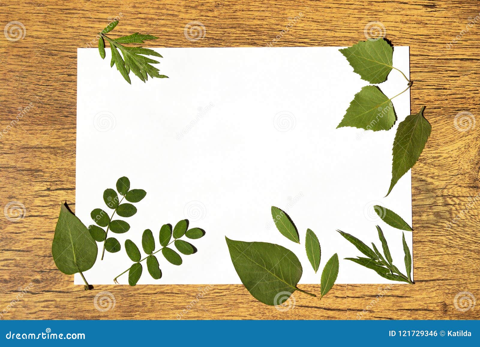 Herbarium Frame with Place for Text Stock Photo - Image of frame ...