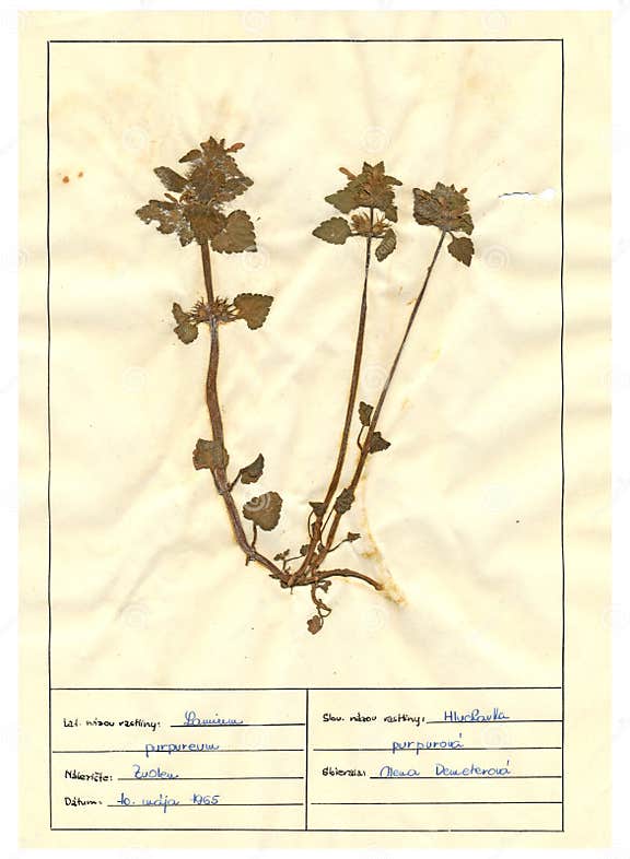 Herbarium sheet - 3/30 stock photo. Image of root, blossom - 24050224
