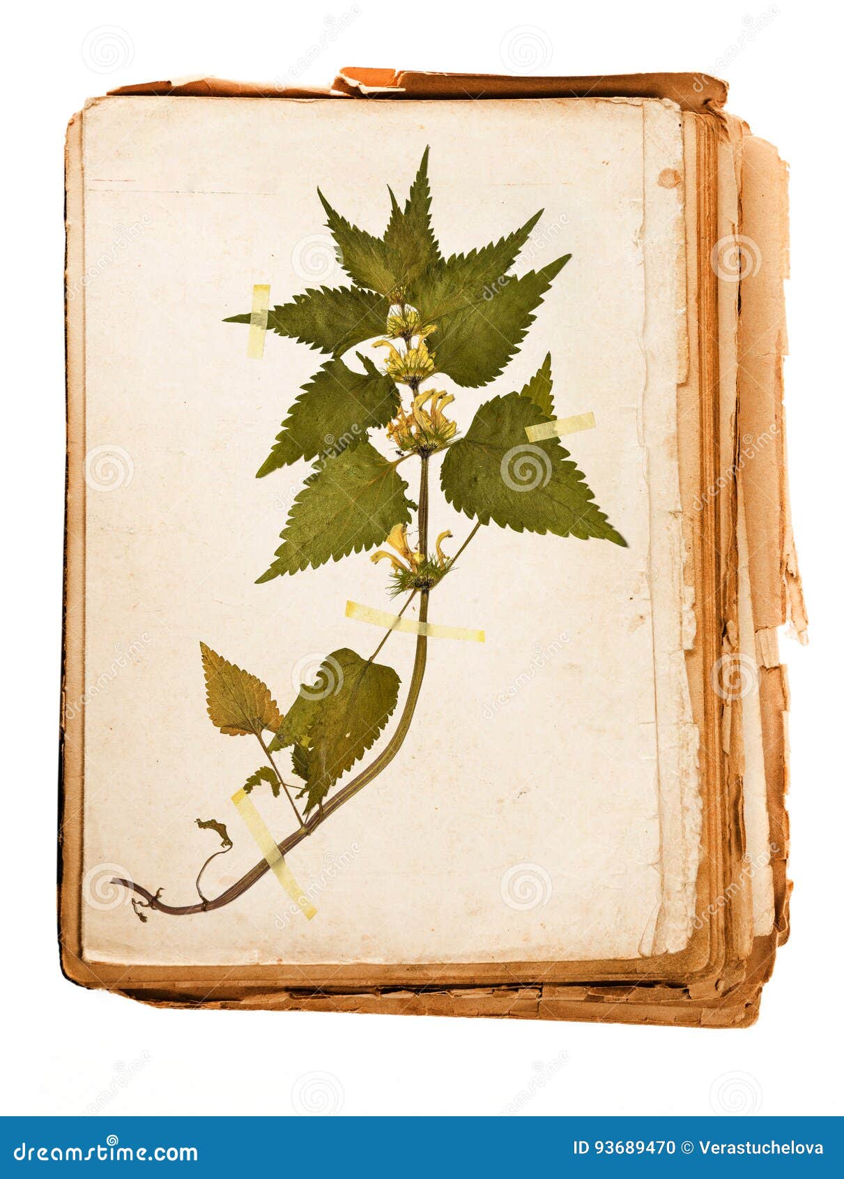 Herbarium sheet stock photo. Image of ancient, design - 93689470