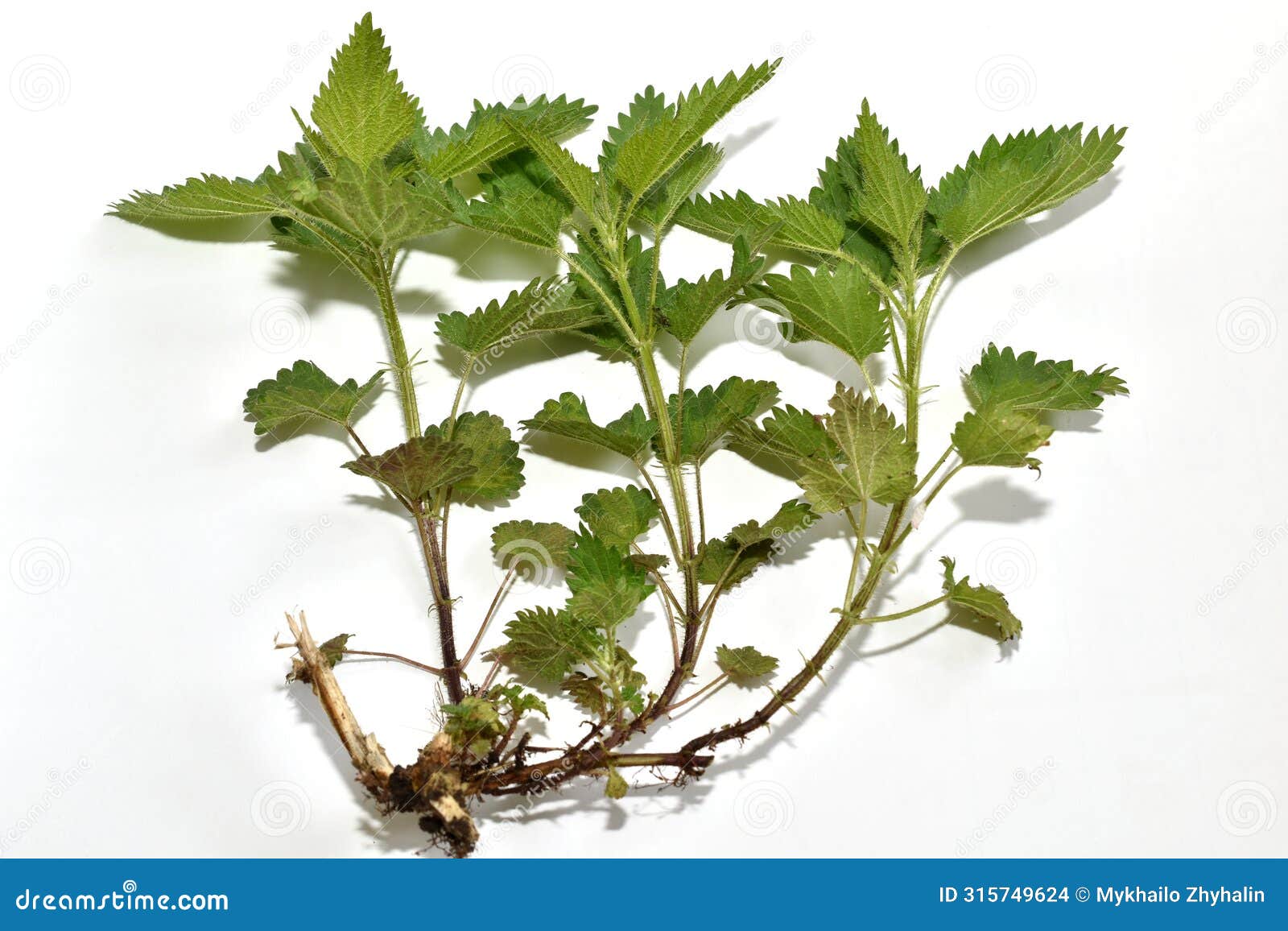 Nettle Plant on a White Background. Stock Photo - Image of gardening ...