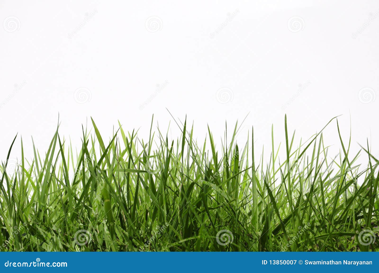 Herbe image stock. Image du pré, uncut, sauvage, humide - 13850007