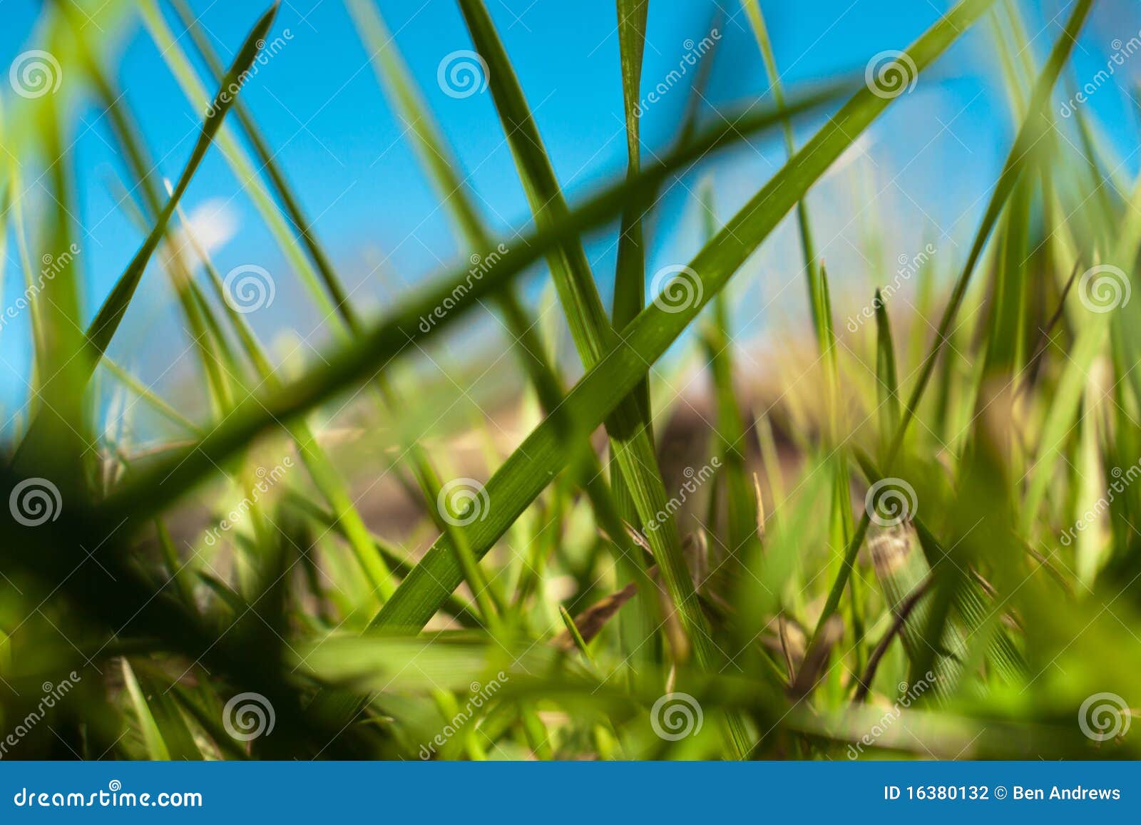 Herbe 1 Image. Image: 16380132