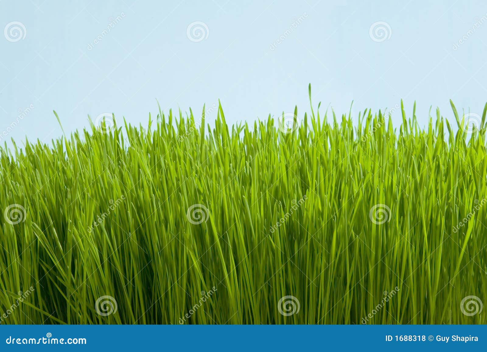 Herbe photo stock. Image du zone, herbe, feuillage, milieux - 1688318