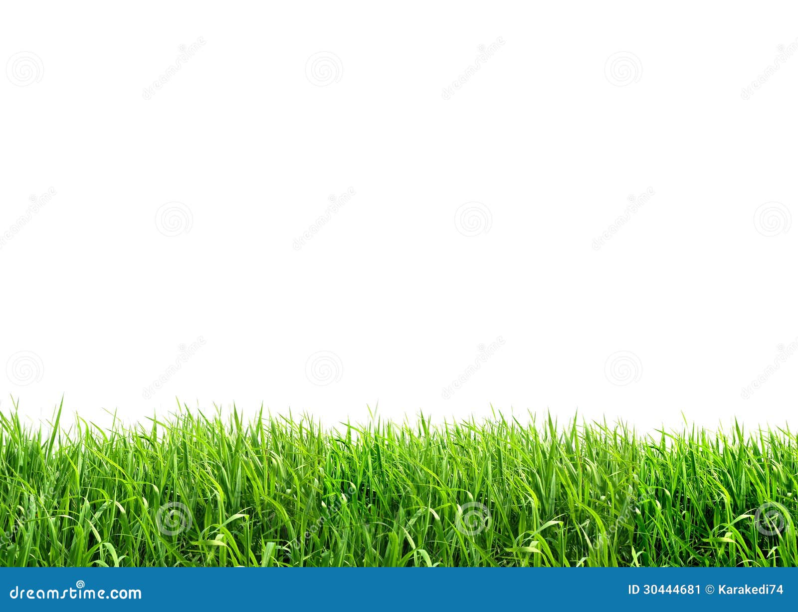 Herbe image stock. Image du saison, fond, copie, frais - 30444681