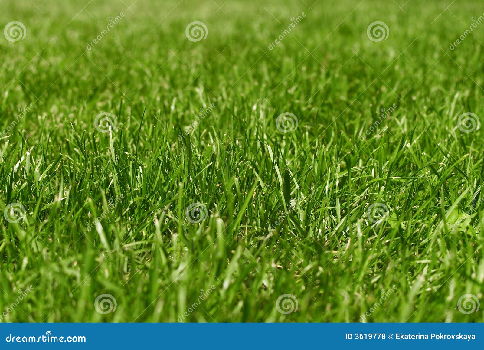 Herbe photo stock. Image du gazon, tranquille, abondant - 3619778