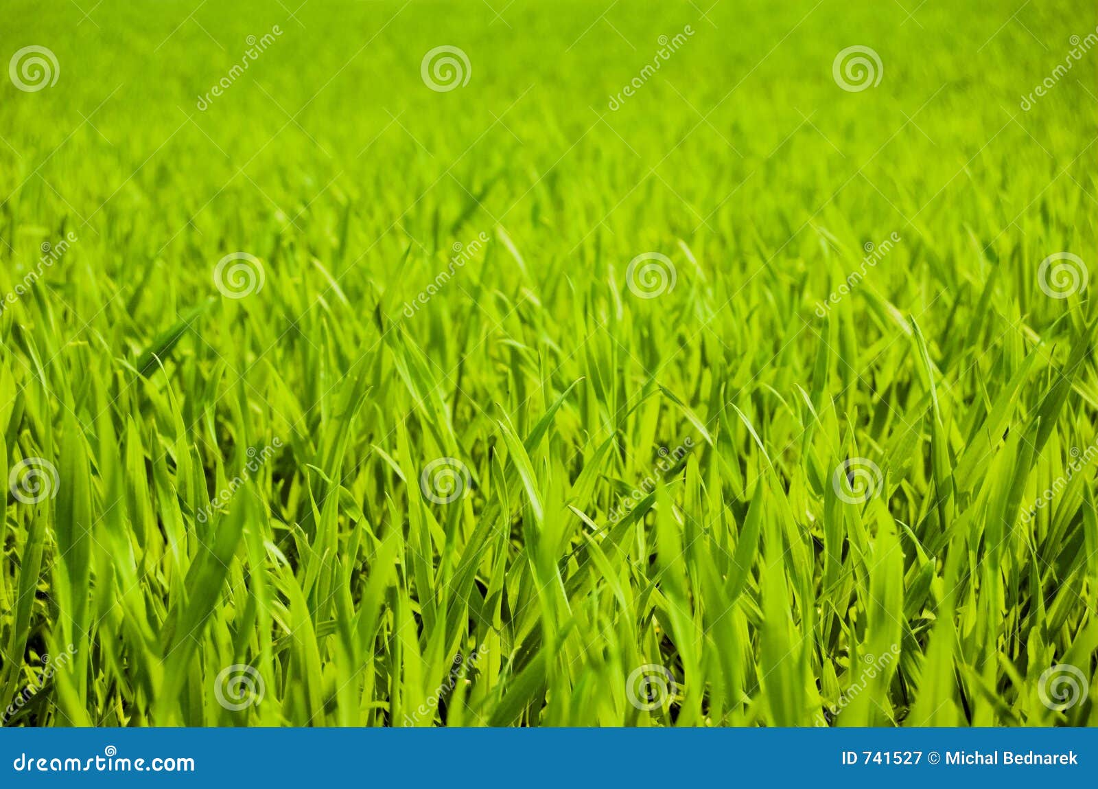 Herbe image stock. Image of clair, rural, herbe, zone, propre - 741527