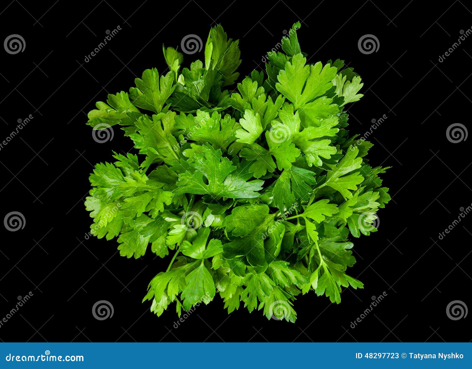 Herbe aromatique de persil image stock. Image du herbe - 48297723
