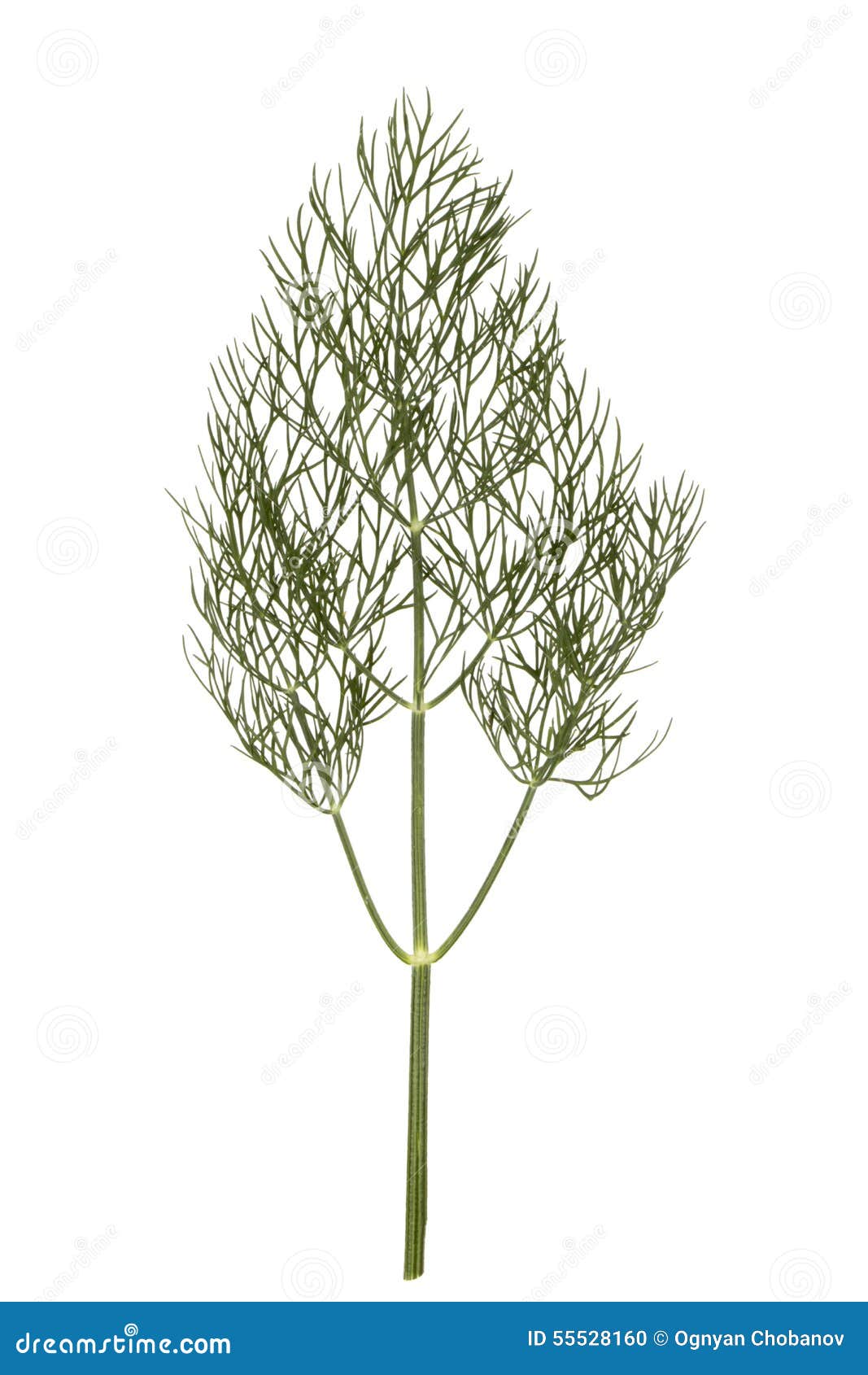 Herbe D'aneth Sur Le Fond Blanc Photo stock - Image du verdure, herbacé ...