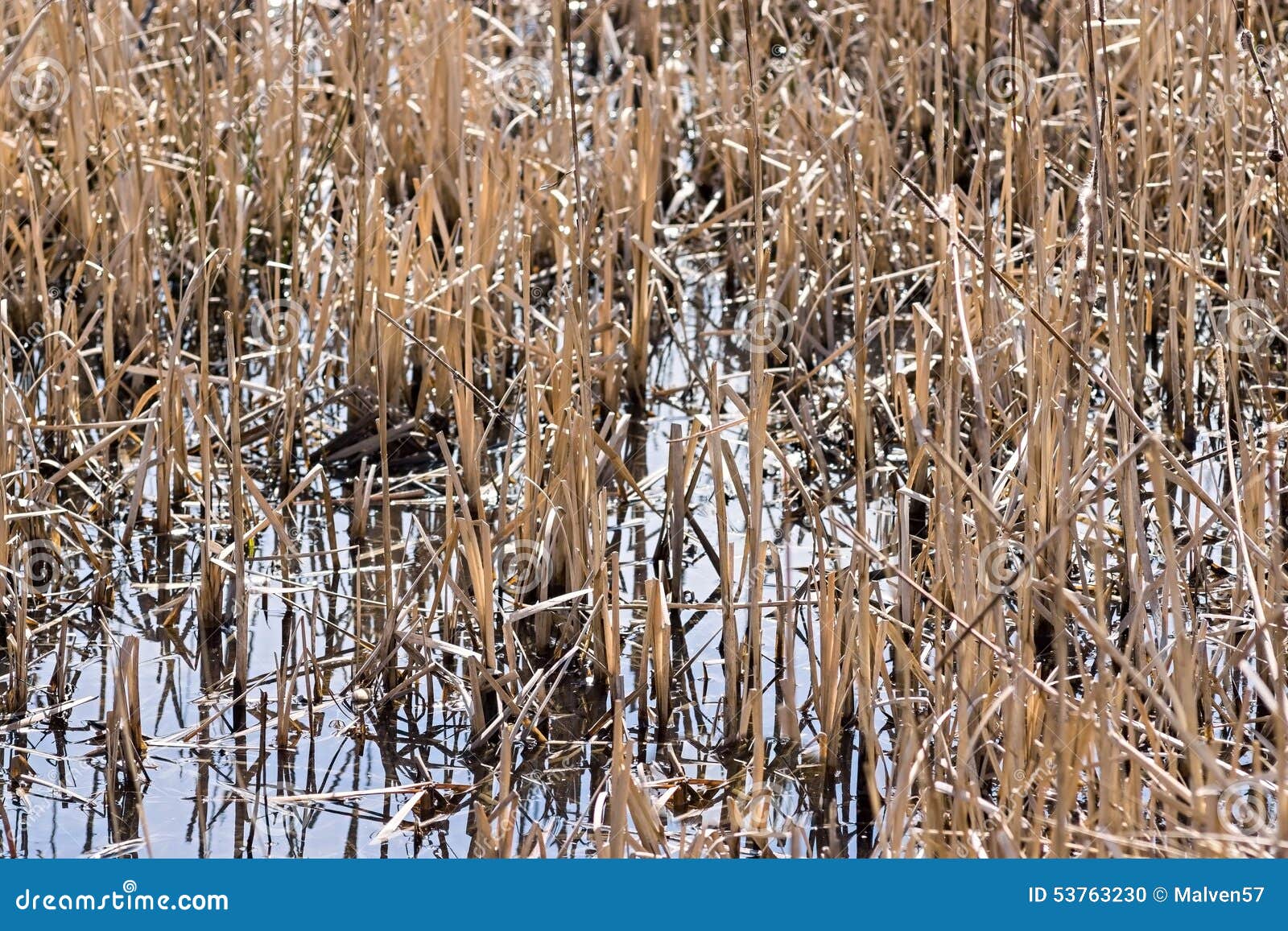 Herbe D'un Carex Et D'un Roseau Secs Dans L'eau Photo stock - Image du ...