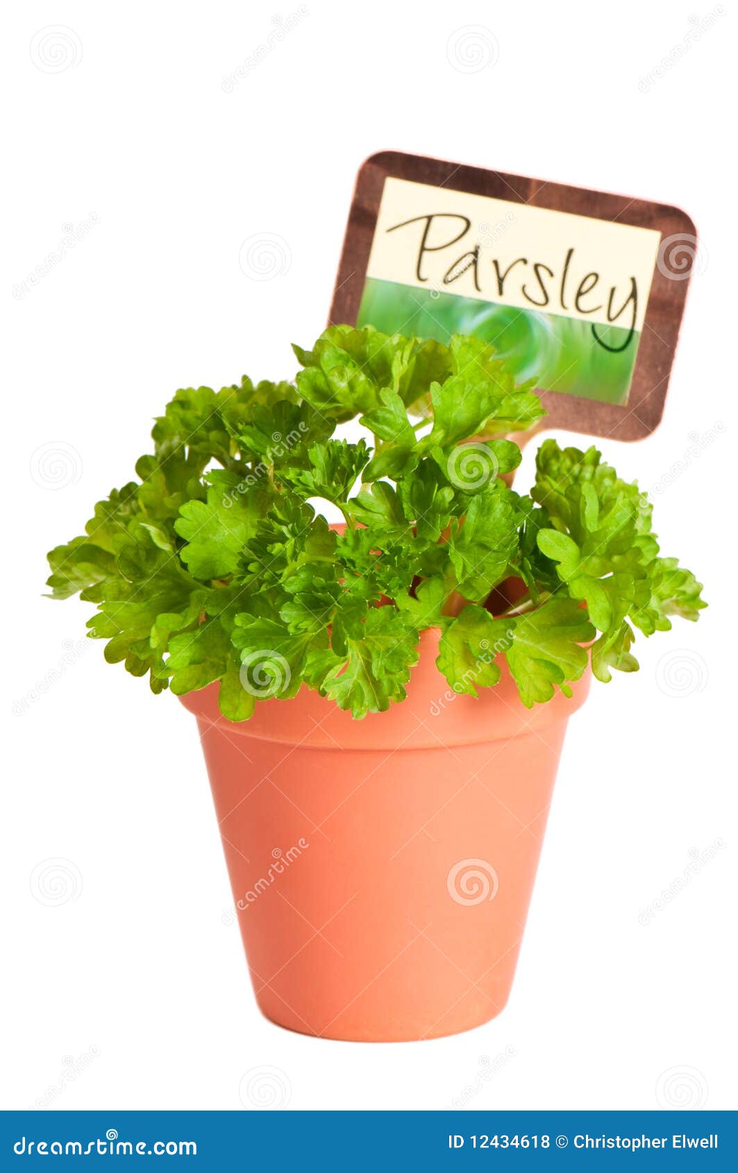 Herbe de persil photo stock. Image du vert, jardinage - 12434618