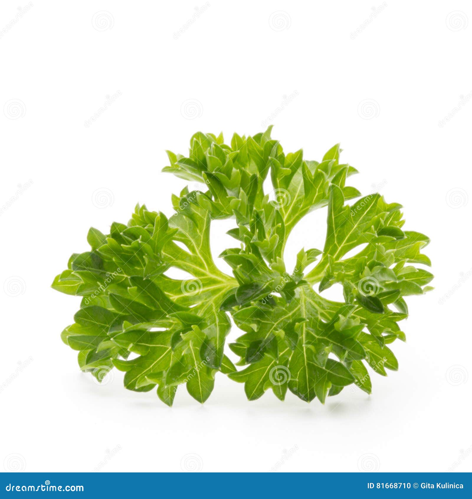 Herbe De Persil D'isolement Sur Le Fond Blanc Photo stock - Image du ...