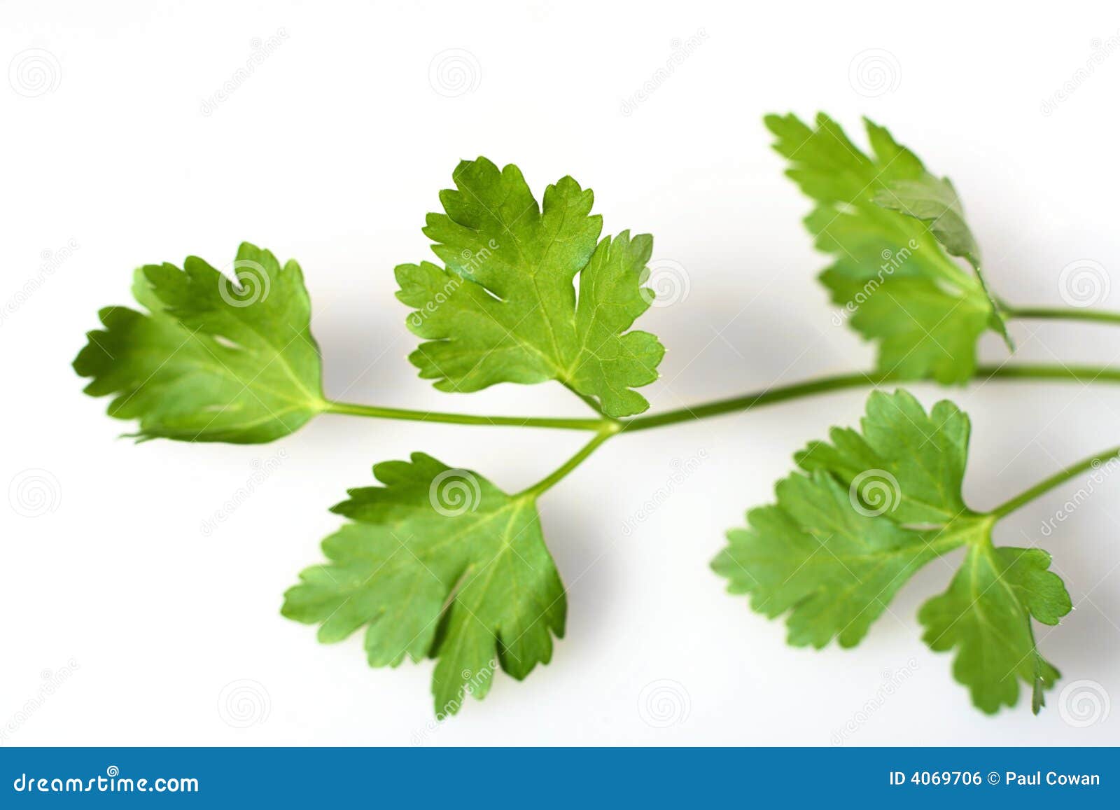 Herbe De Persil Italien De Plat-lame Photo stock - Image du isolement ...