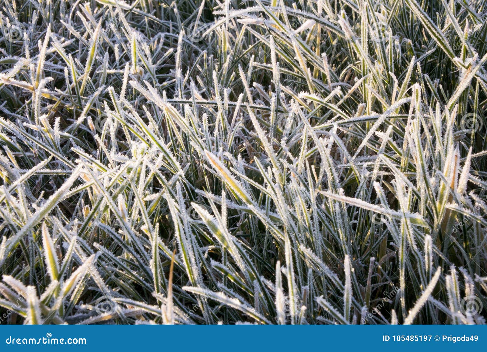 Herbe figée image stock. Image du extrémité, soleil - 105485197