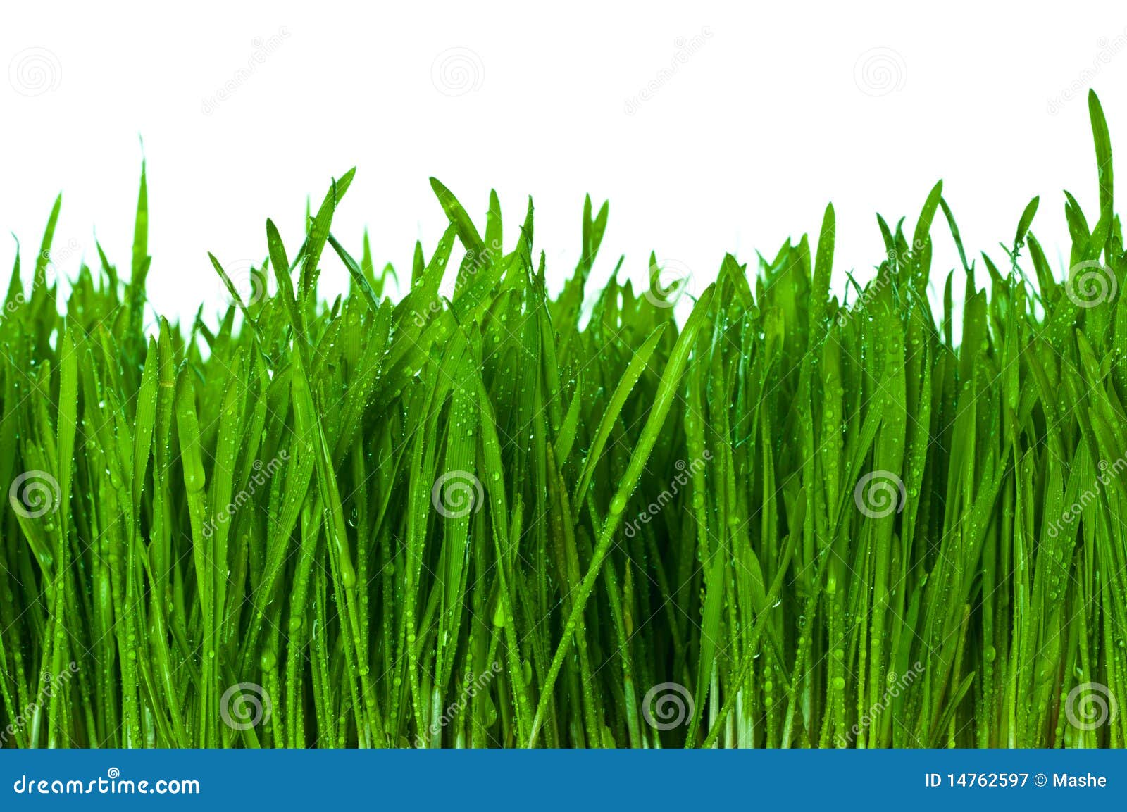 Herbe verte image stock. Image du vibrant, vivacité, environnement ...