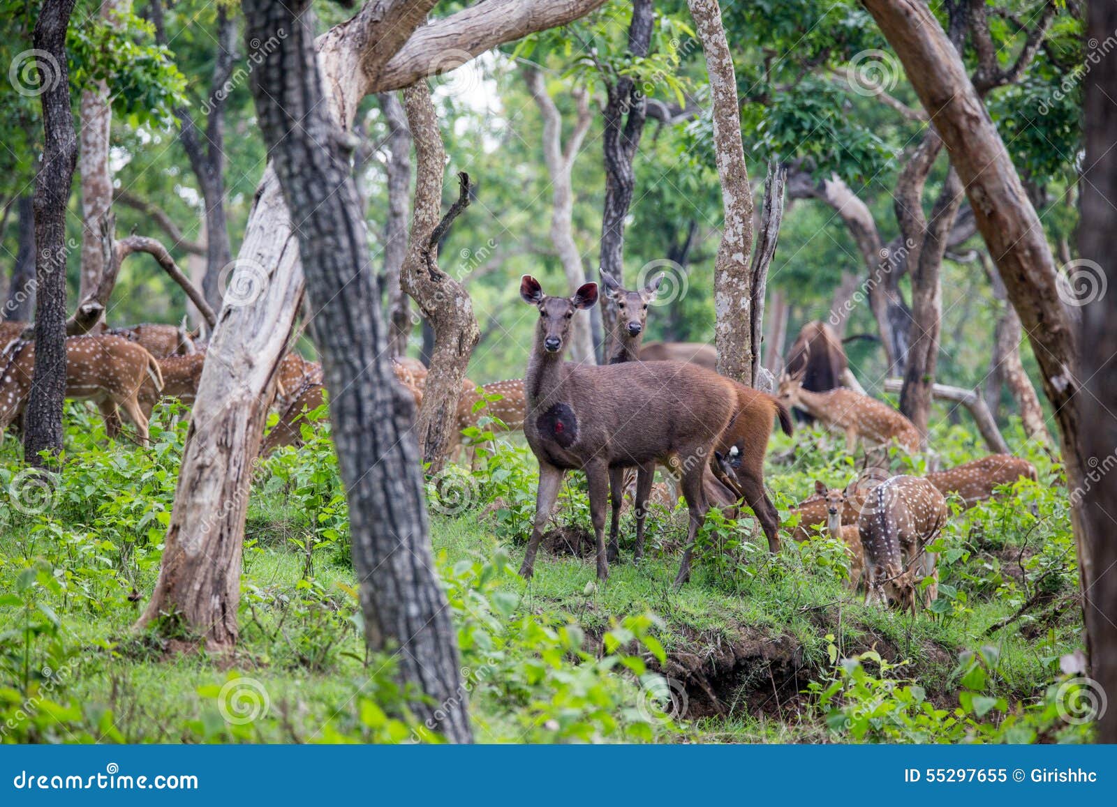 Herbivores стоковое изображение. изображение насчитывающей ...