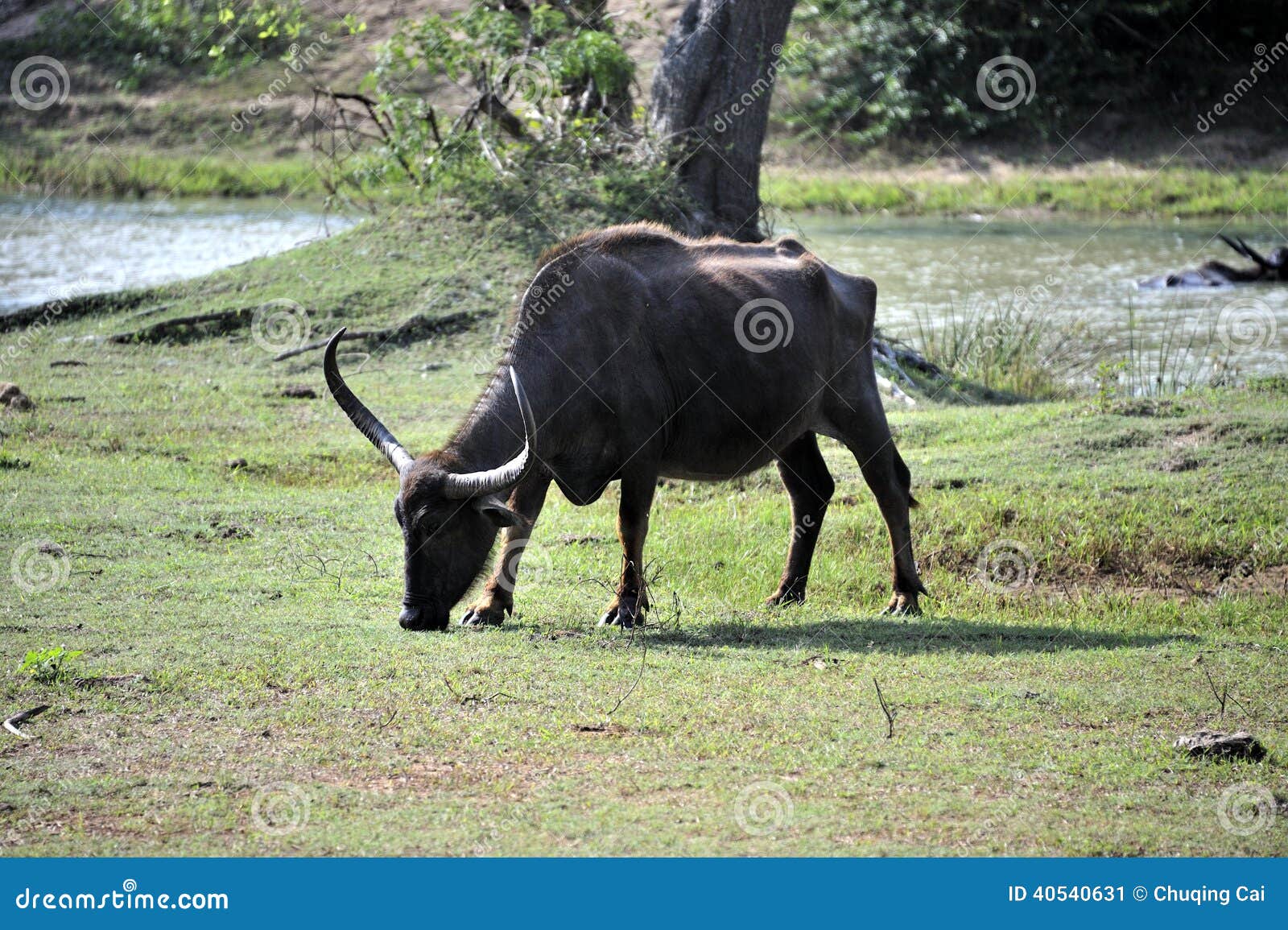 Herbivorous wild ox stock image. Image of herbivorous - 40540631