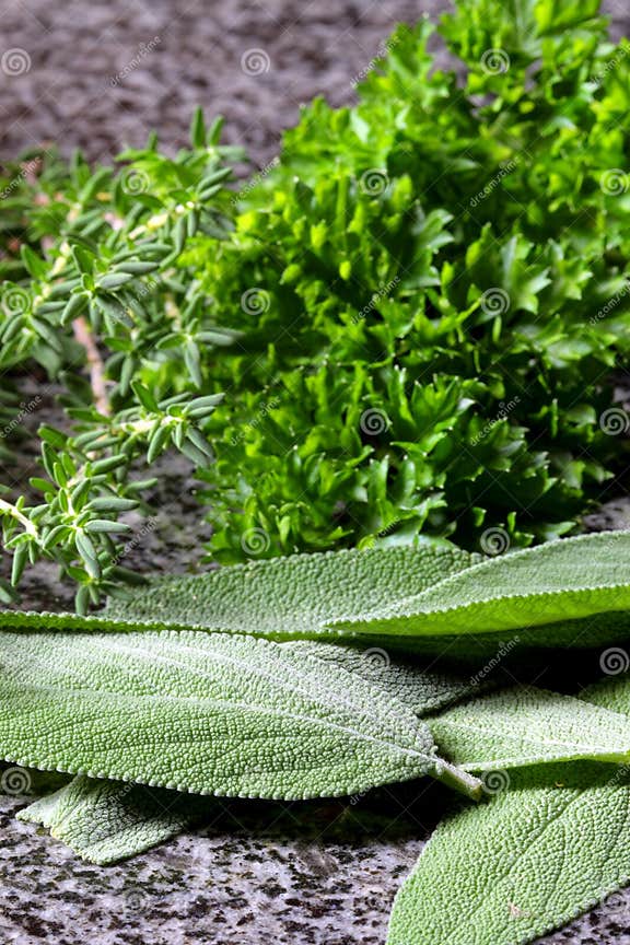 Herbs stock image. Image of medieval, parsley, edible - 20621769
