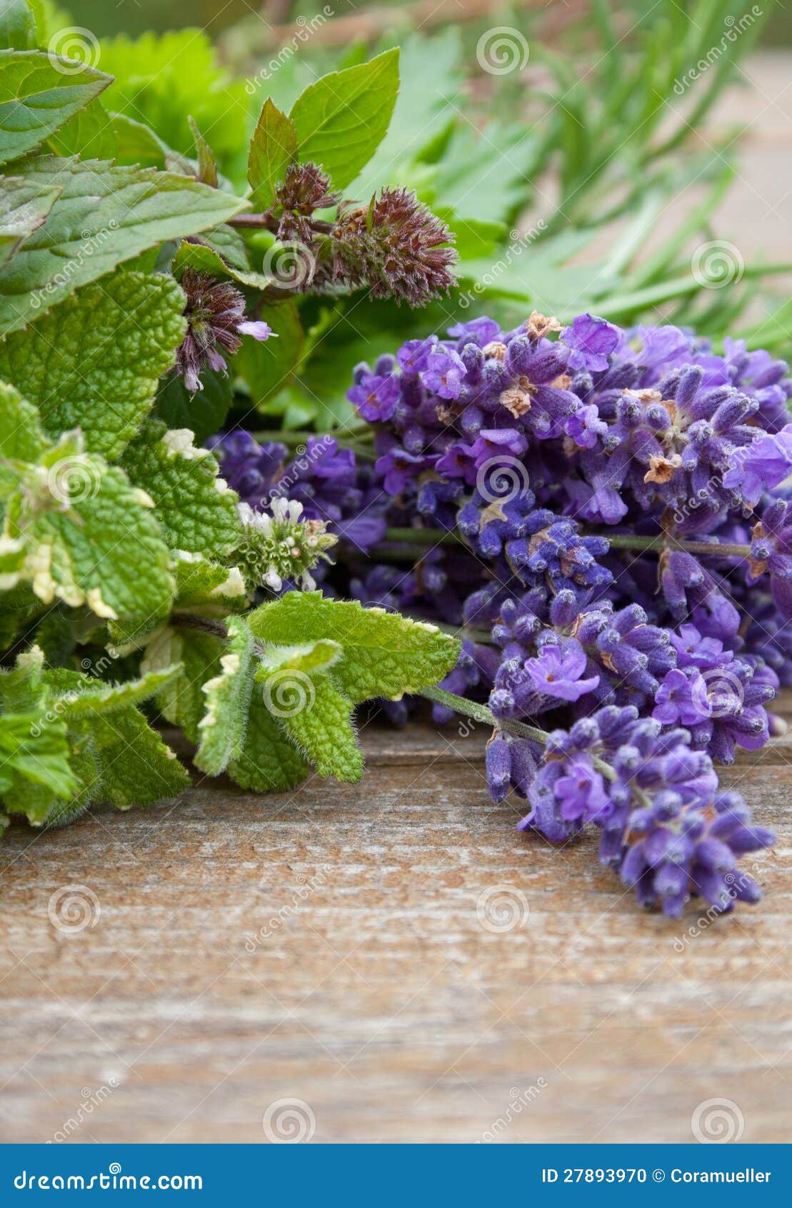 Herbs stock photo. Image of bouquet, herbs, pepper, healthy - 27893970