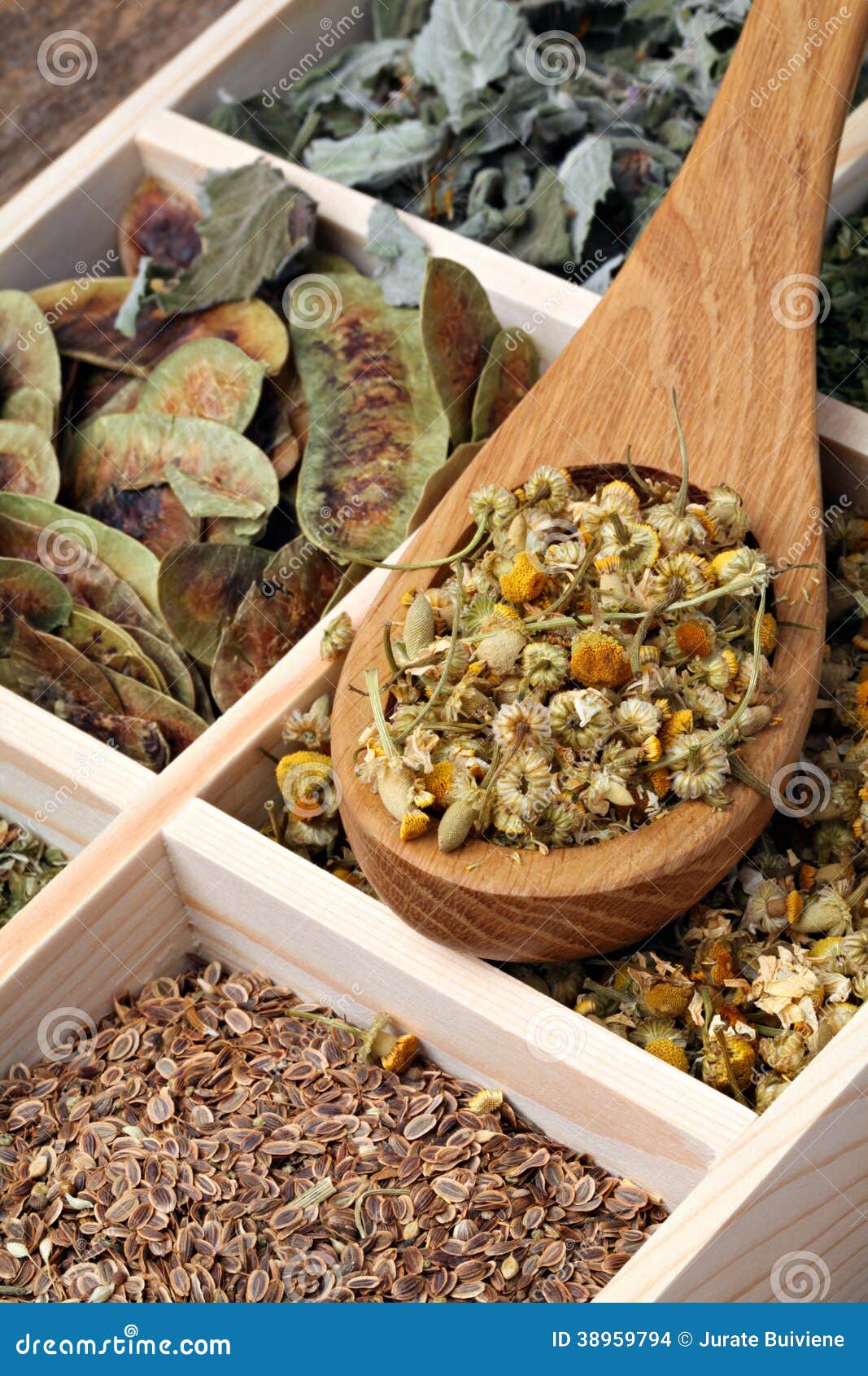 Follium Stock Photos - Free & Royalty-Free Stock Photos from Dreamstime