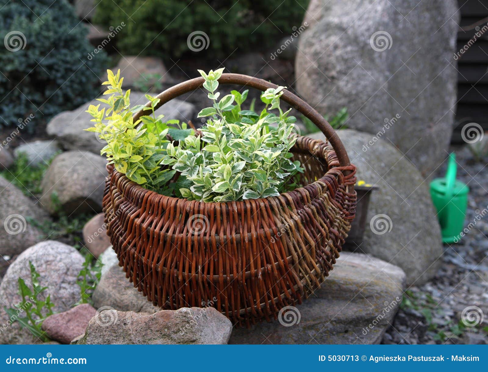 Herbs in basket stock image. Image of fresh, herb, growing - 5030713