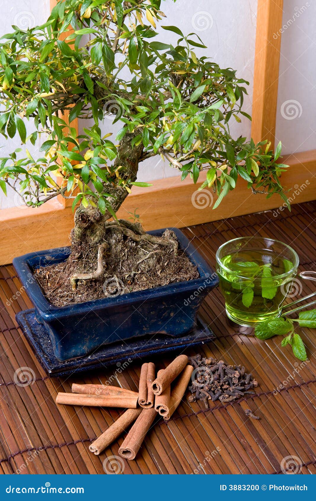 Herbs and bonsai stock photo. Image of bonsai, camomile - 3883200