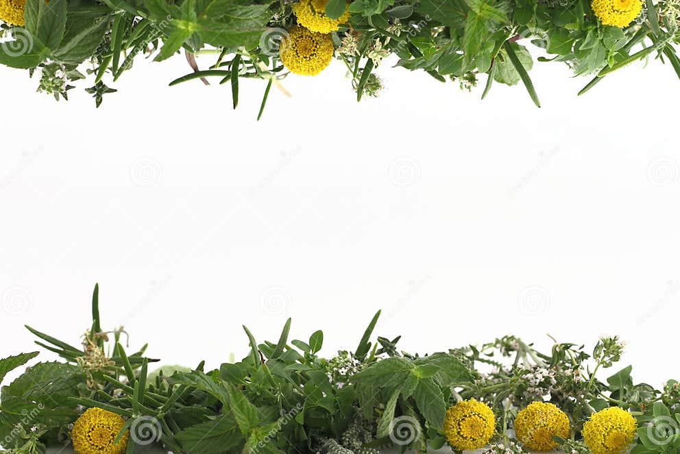 Herbs border stock photo. Image of botanical, aroma, medical - 19937174