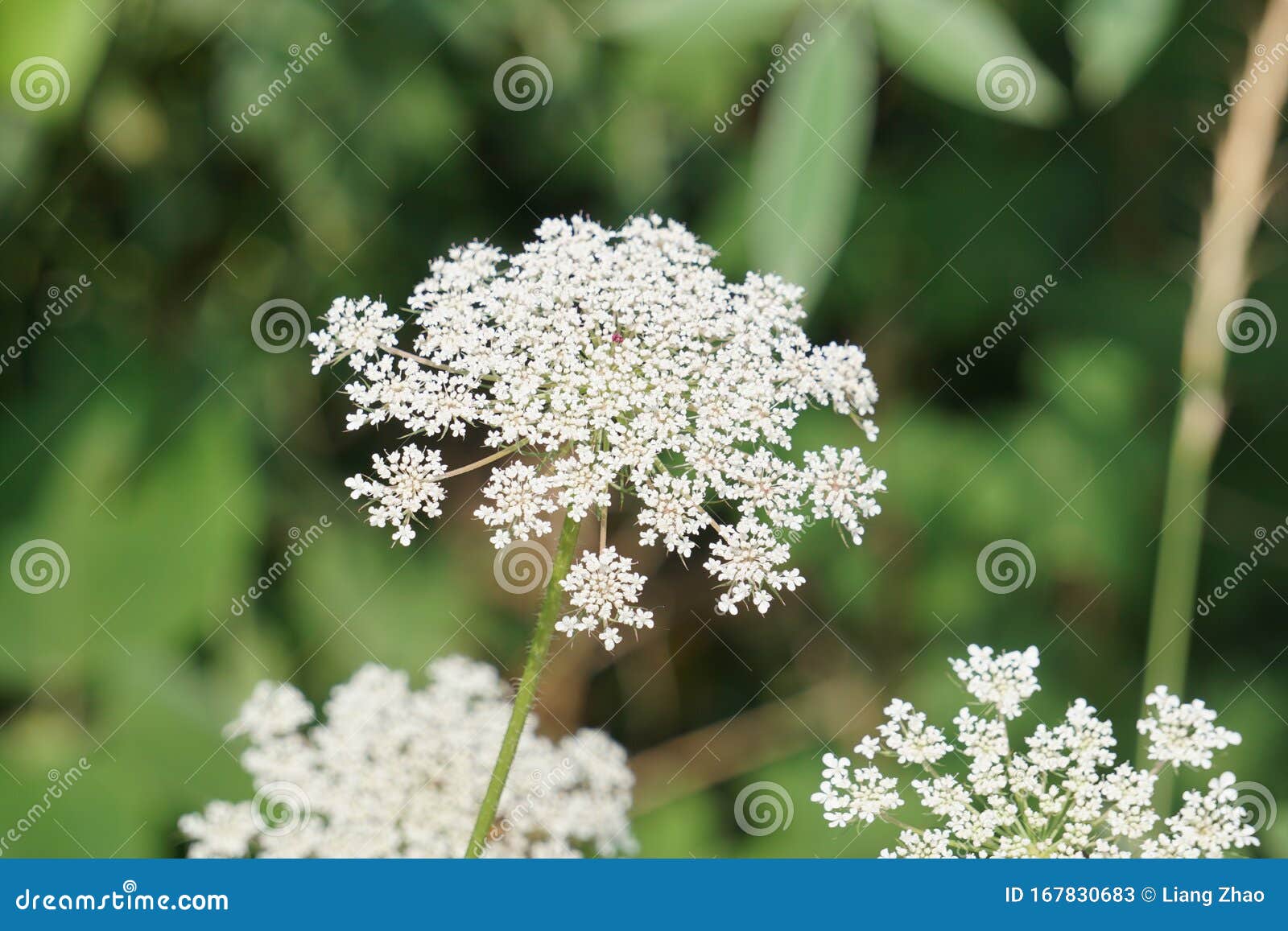 Herbs of Chinese Herbs Fructus Cnidii Stock Image - Image of medicine ...
