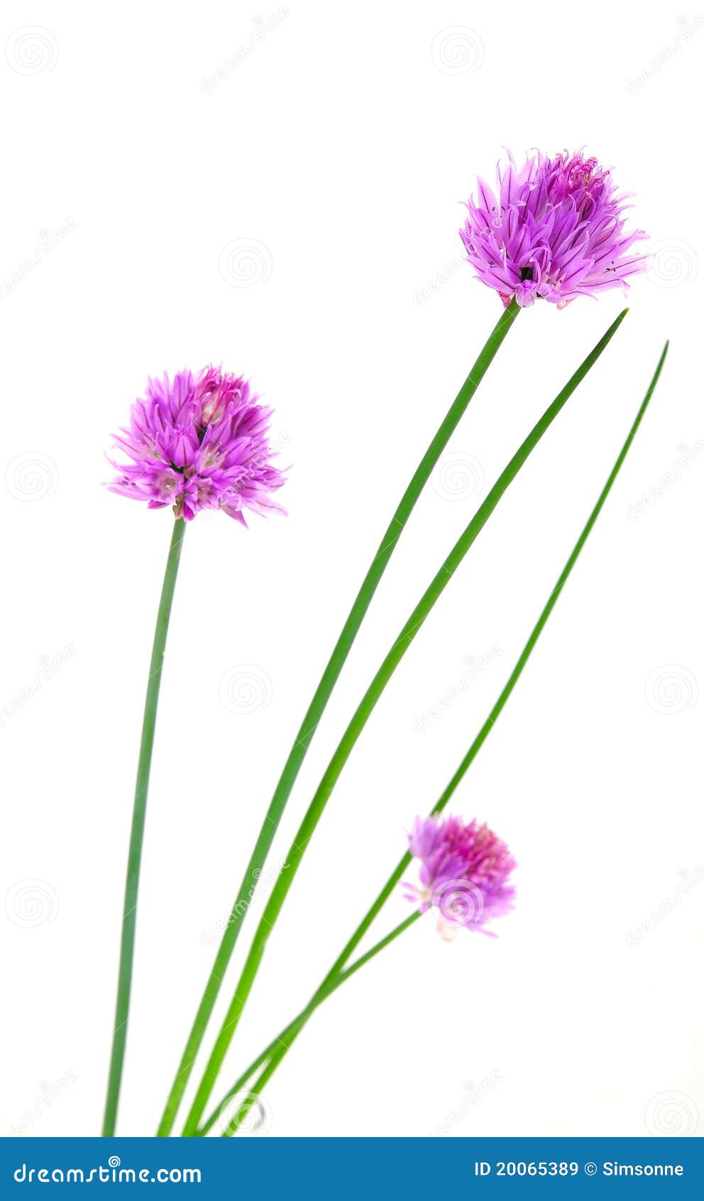 Herbs chives flowers stock image. Image of fresh, health - 20065389