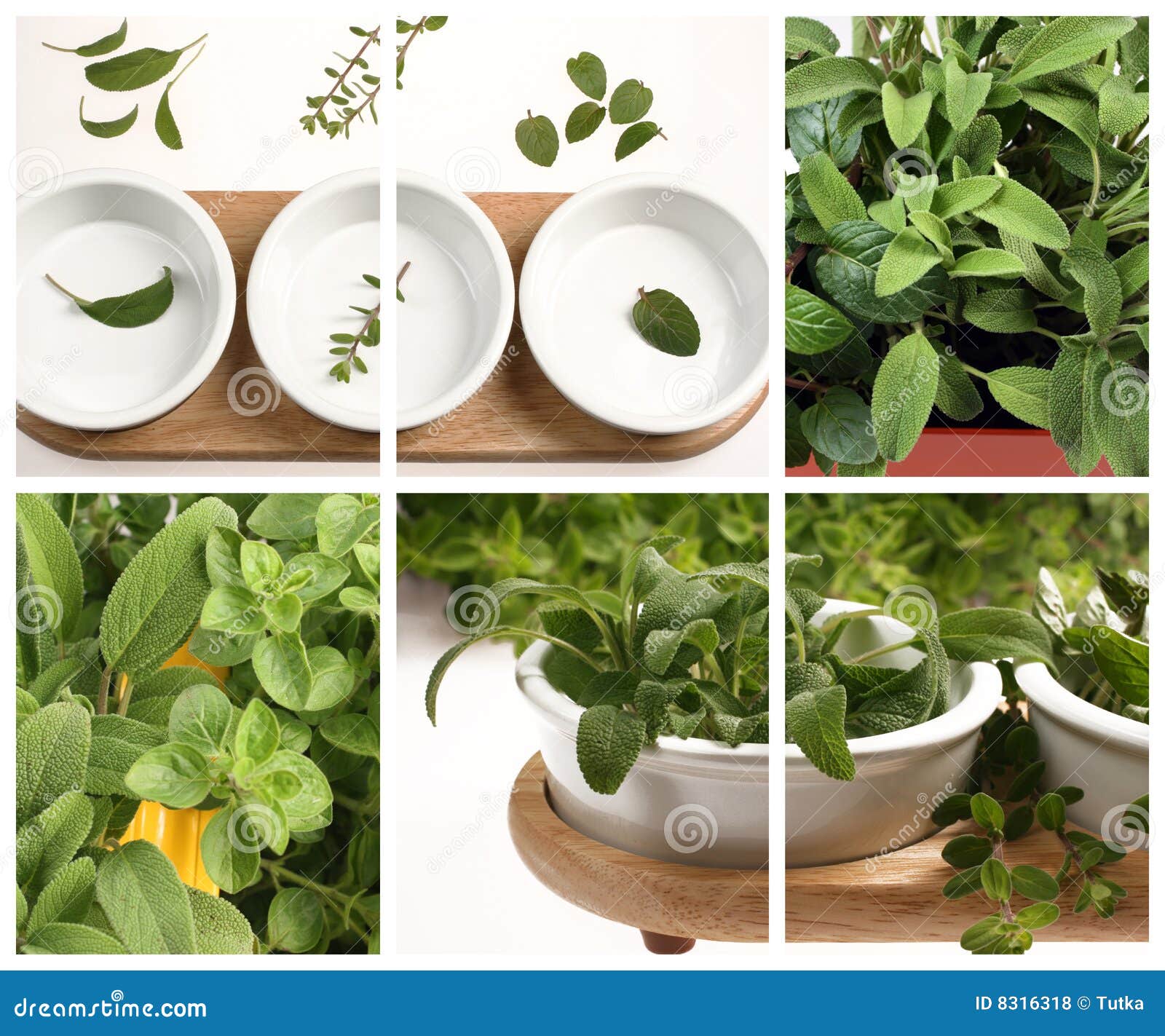 Herbs collage stock photo. Image of herb, nature, eating - 8316318